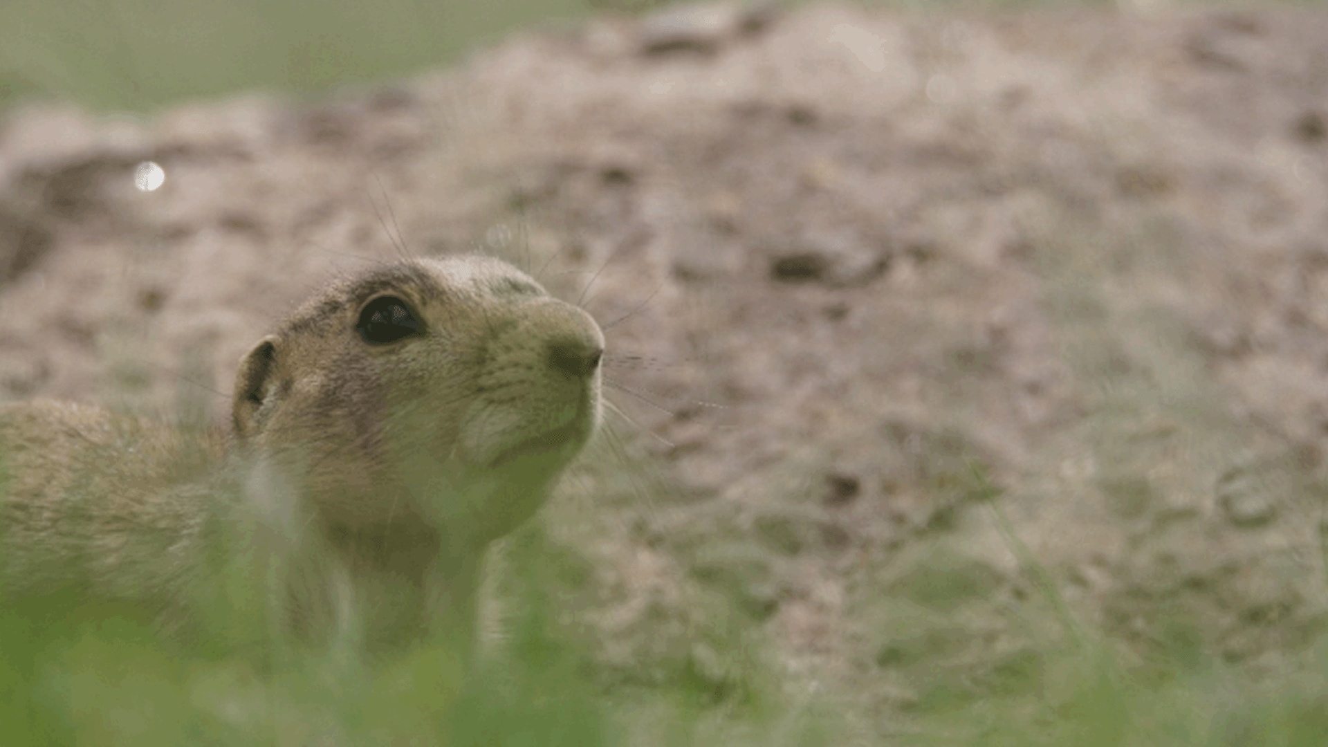 Prairie Dog Manor - Disney+