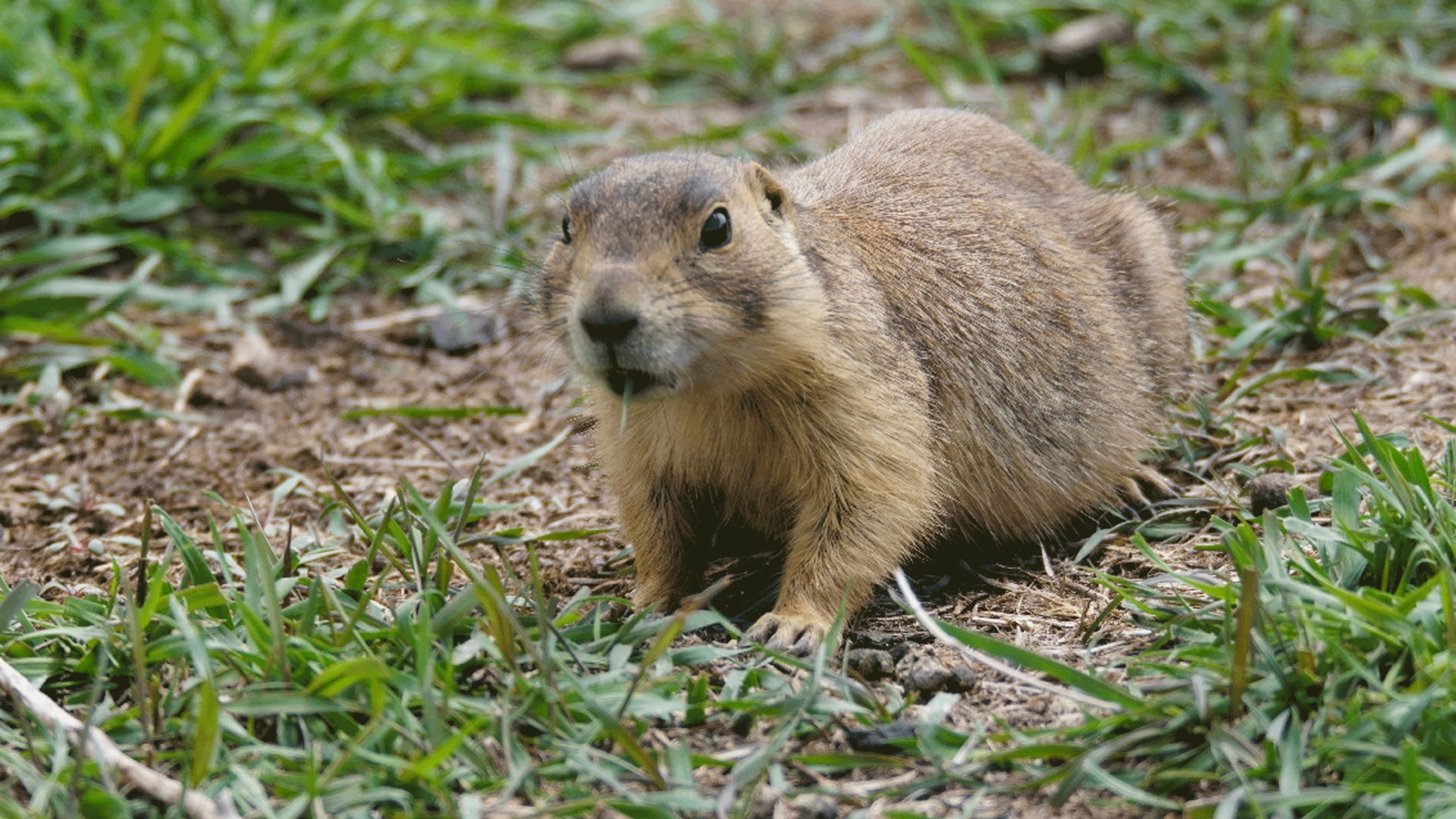 Prairie Dog Manor - Disney+