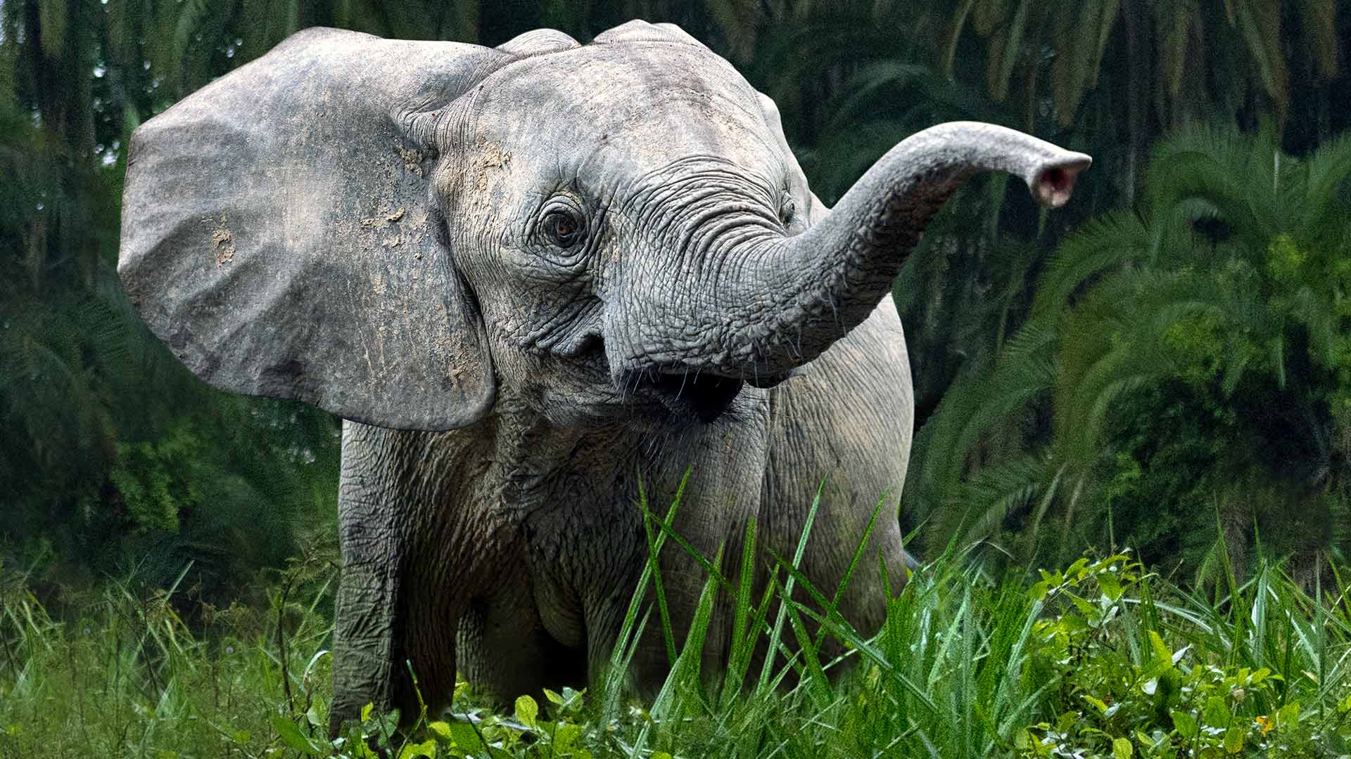 Secrets of the Elephants Documentary Series, now streaming on Disney+ ...