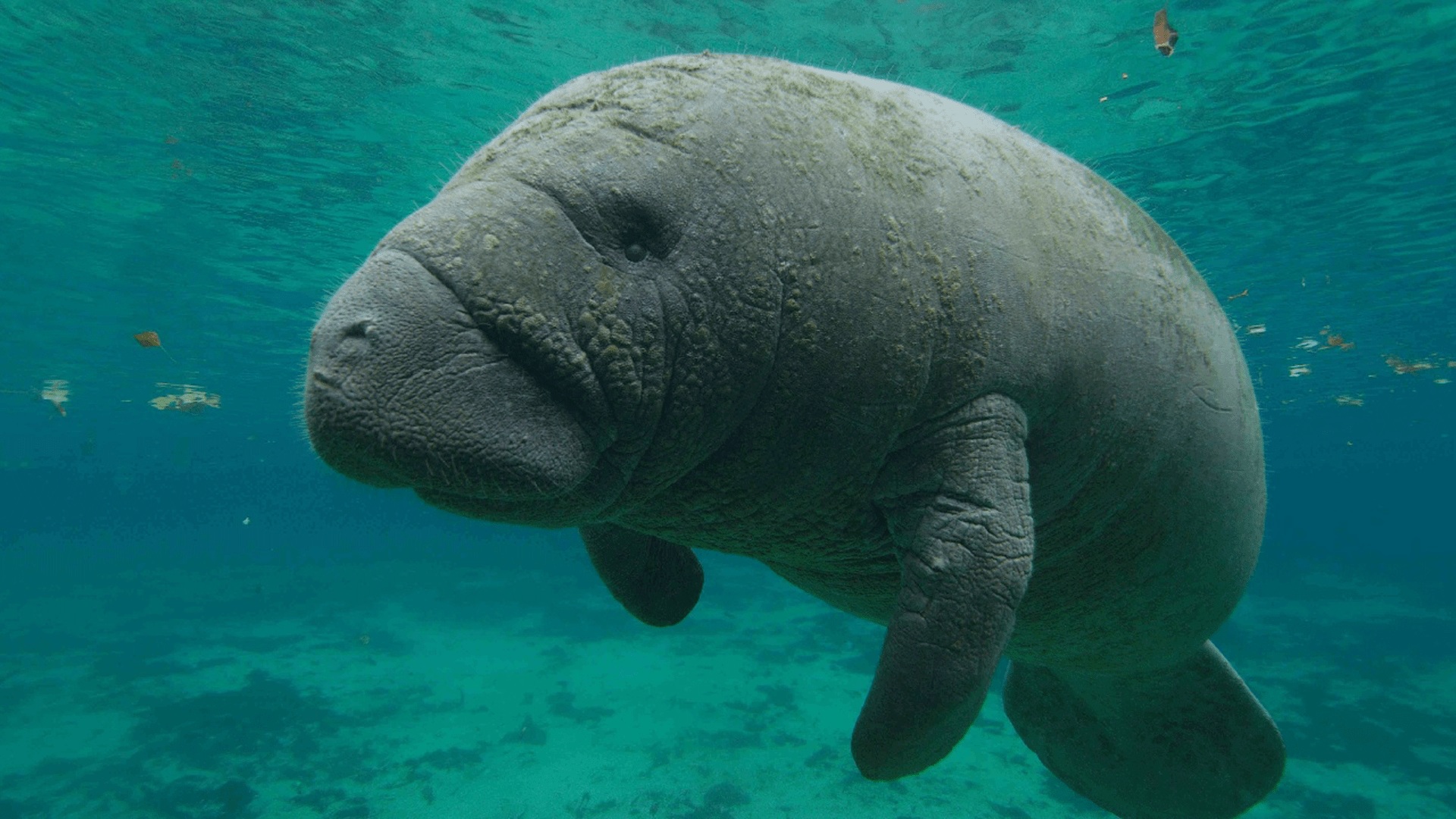 America's National Parks (Classic) - Disney+