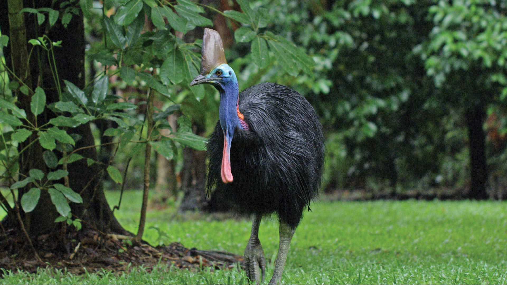 Dino Bird - Disney+ Hotstar