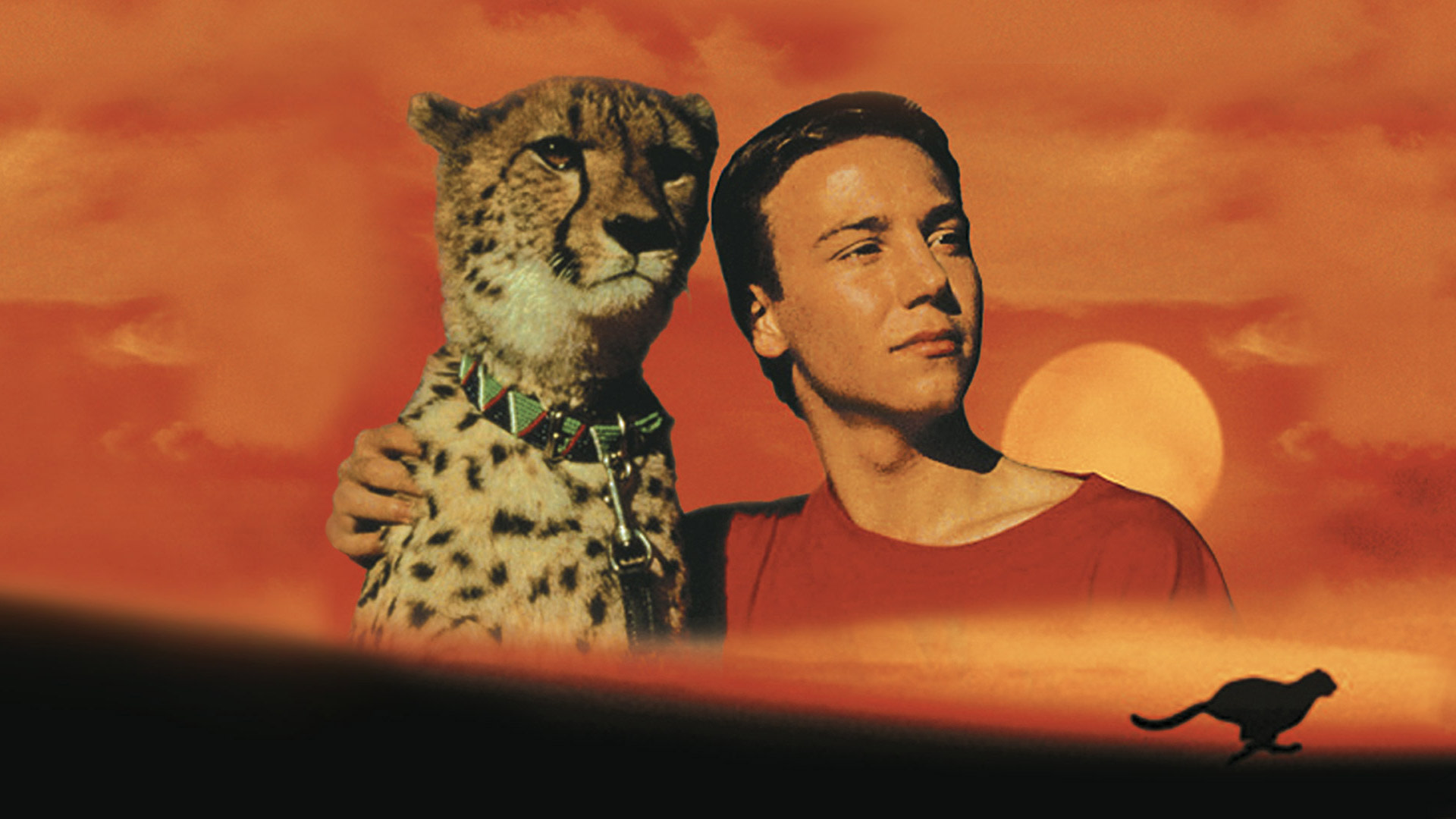 Cheetah - Disney+