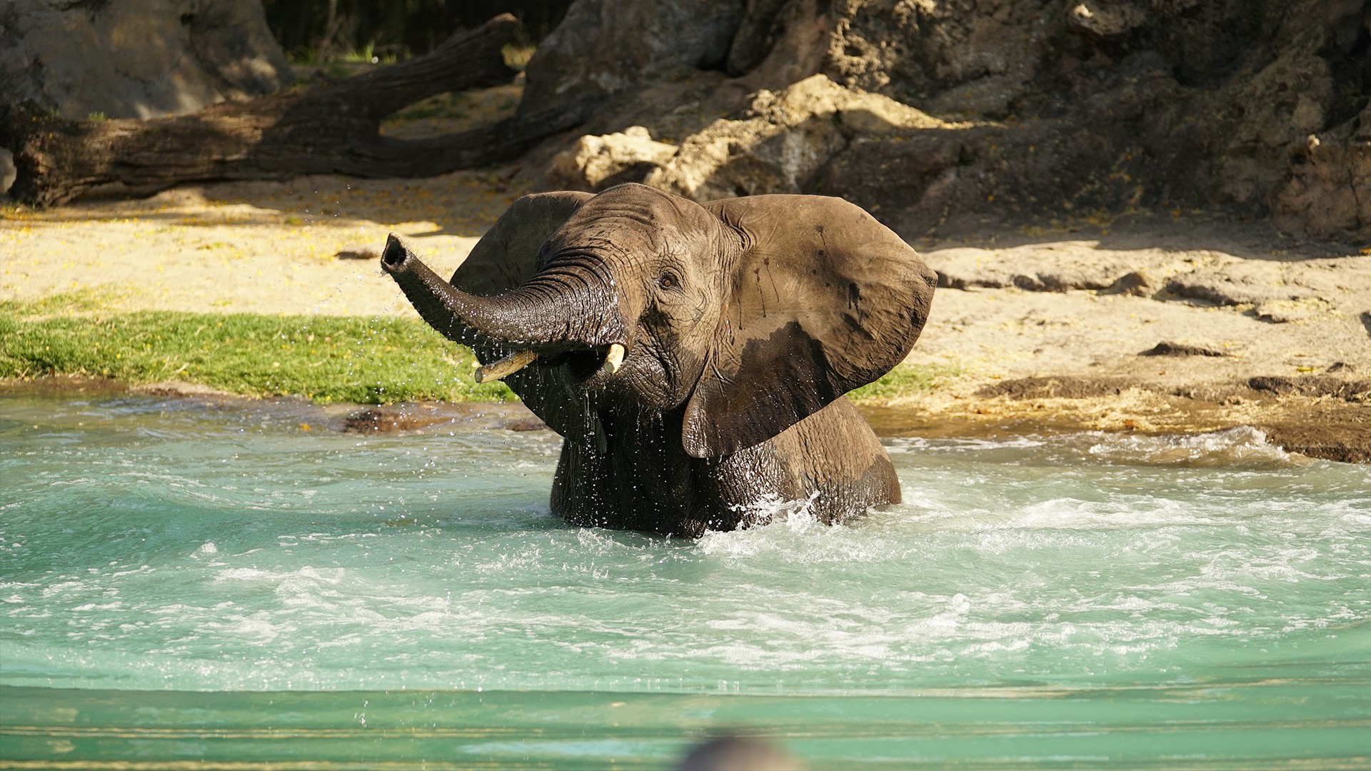 Magic of Disney's Animal Kingdom - Disney+