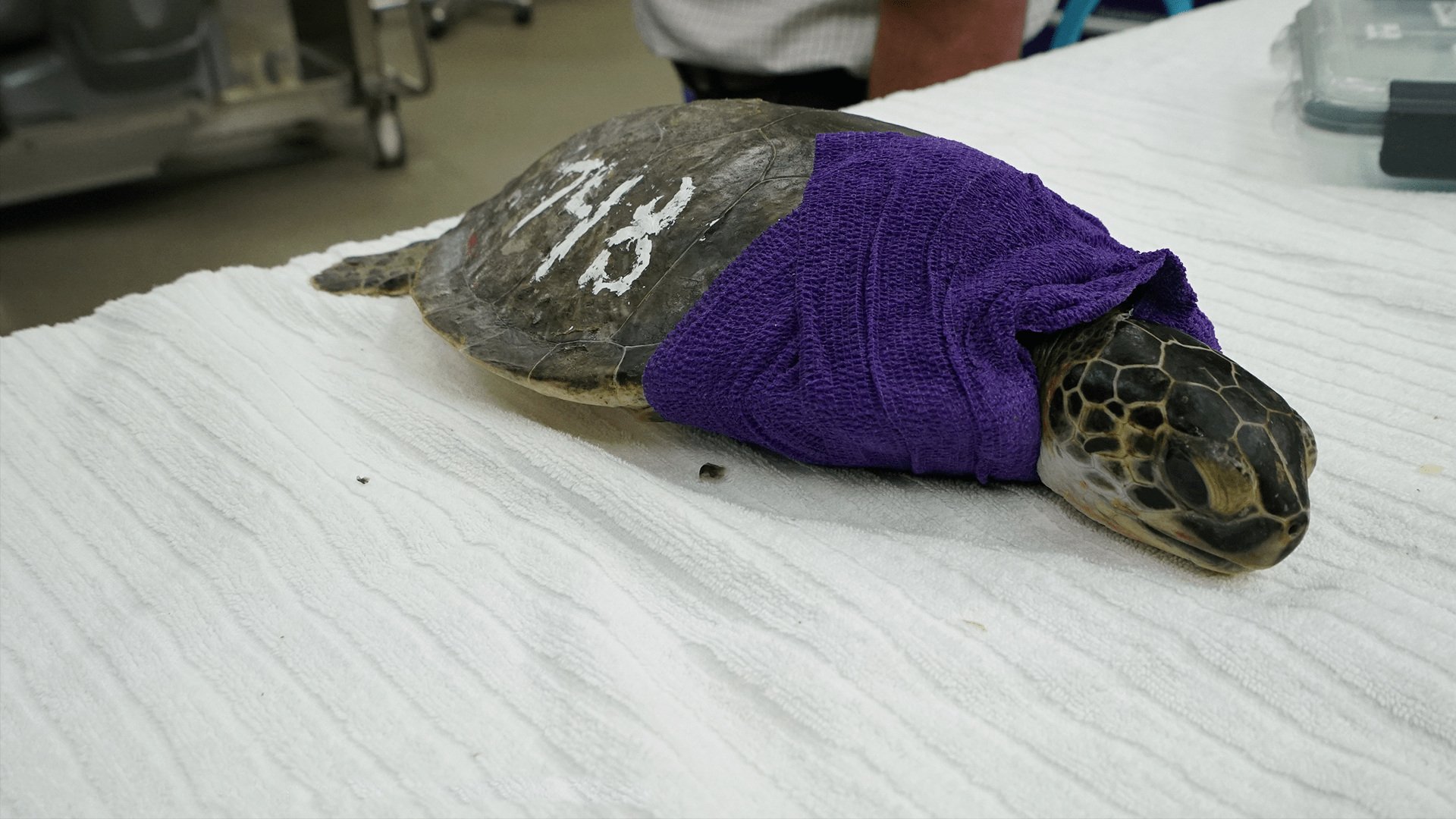 Magic of Disney's Animal Kingdom - Disney+