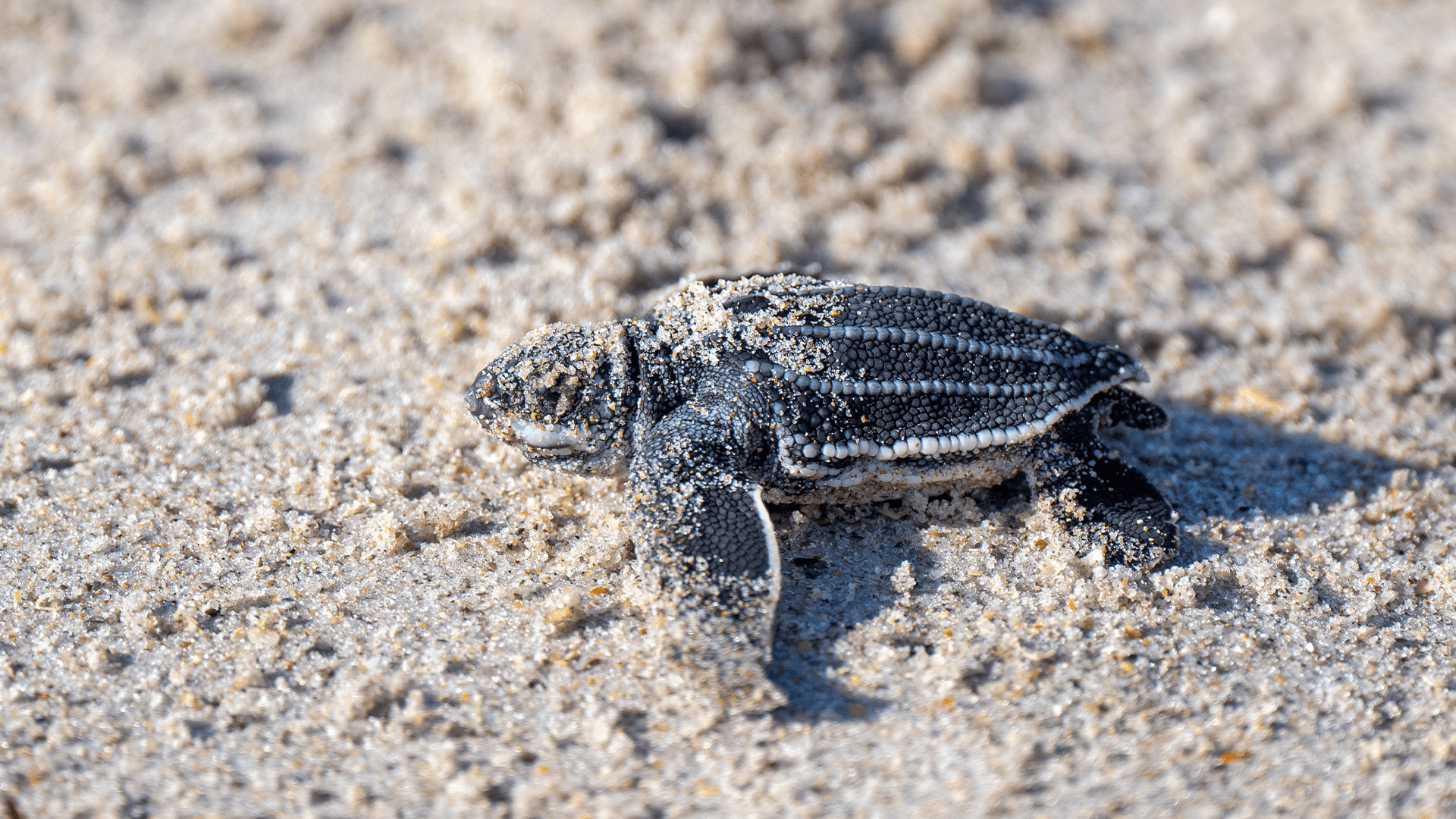 Magic of Disney's Animal Kingdom - Disney+