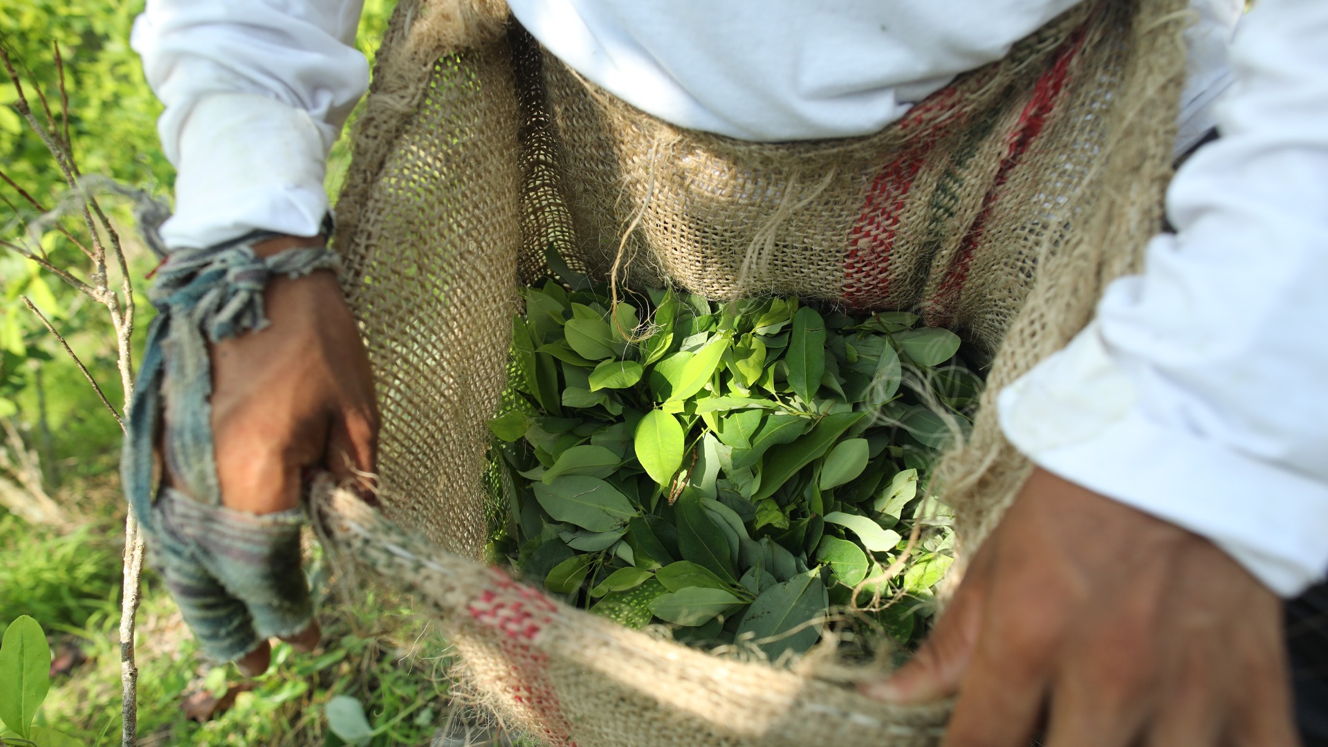 Narco Wars - Disney+