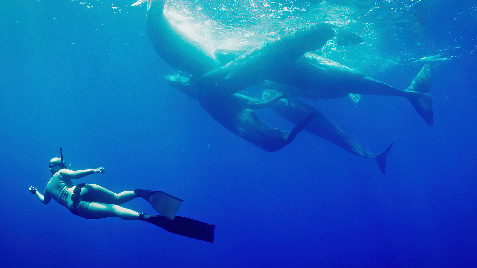 JioHotstar - Watch TV Shows, Movies, Specials, Live Cricket & Football