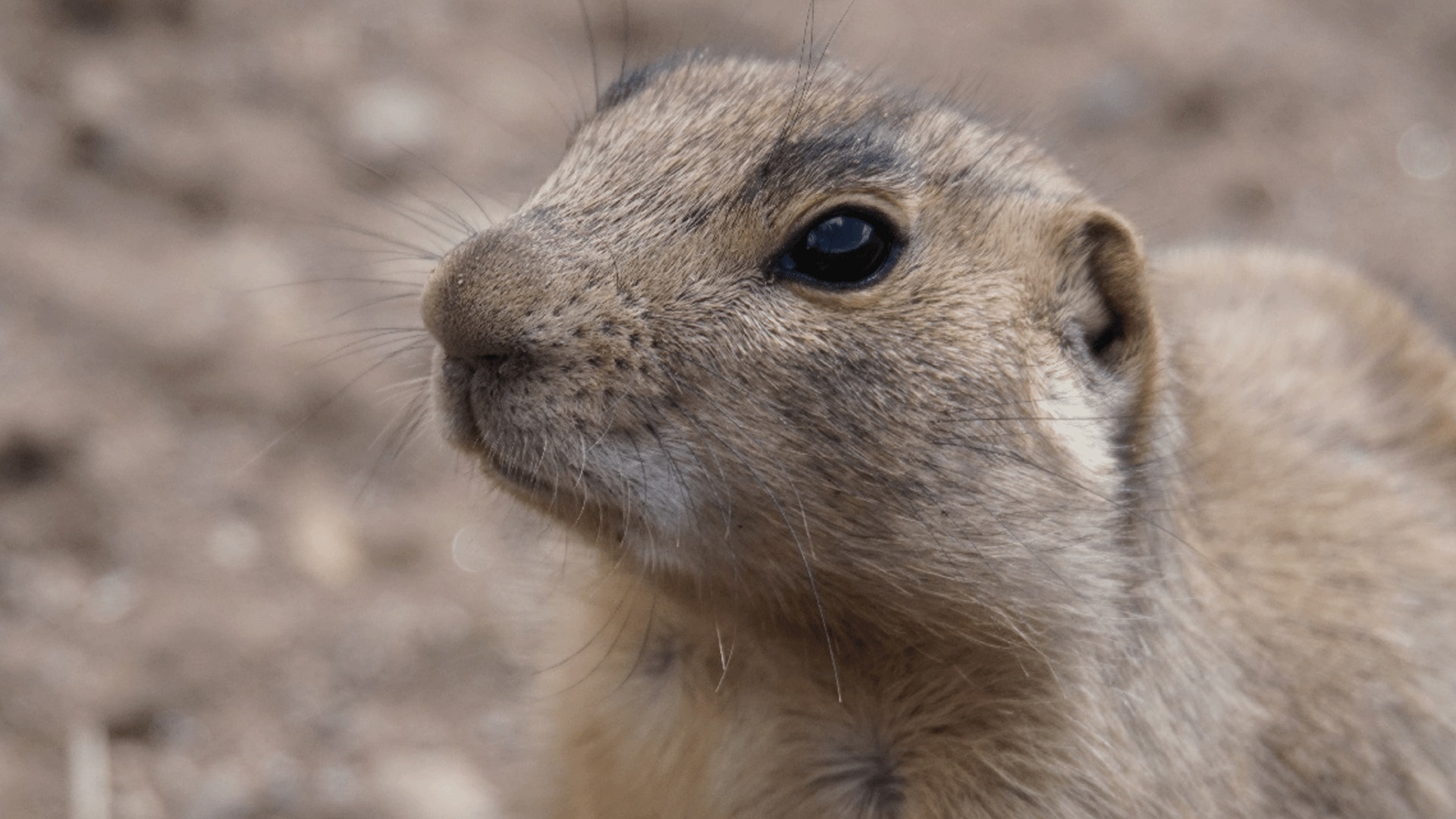 Prairie Dog Manor - Disney+