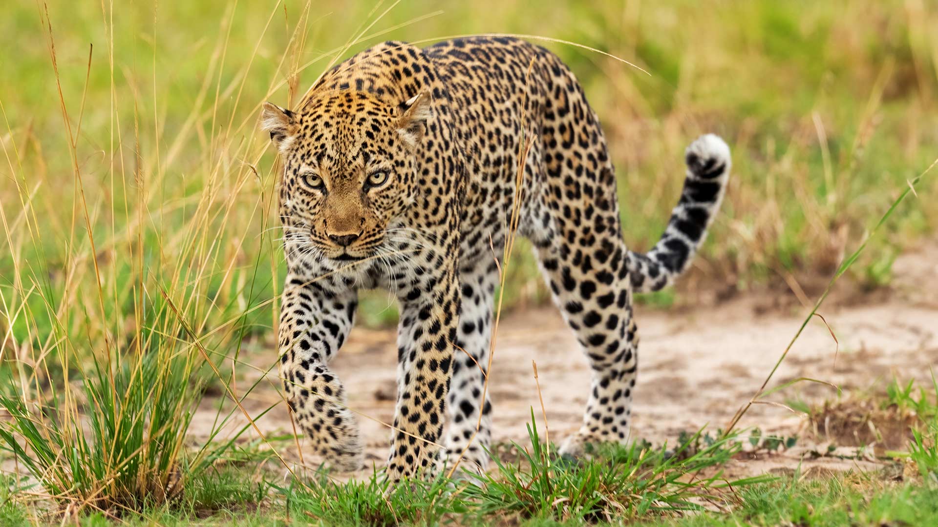 JioHotstar - Watch TV Shows, Movies, Specials, Live Cricket & Football