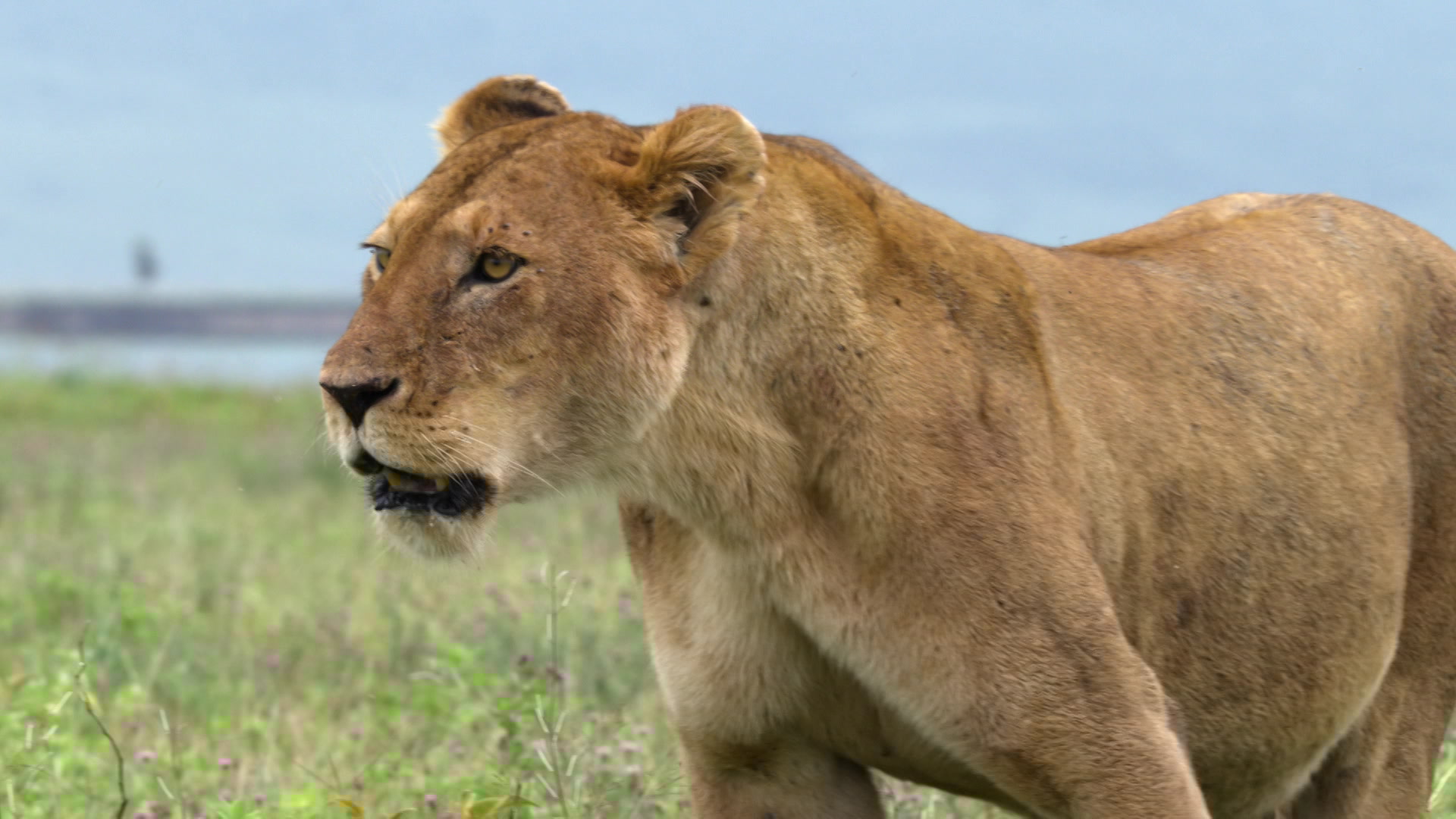 JioHotstar - Watch TV Shows, Movies, Specials, Live Cricket & Football