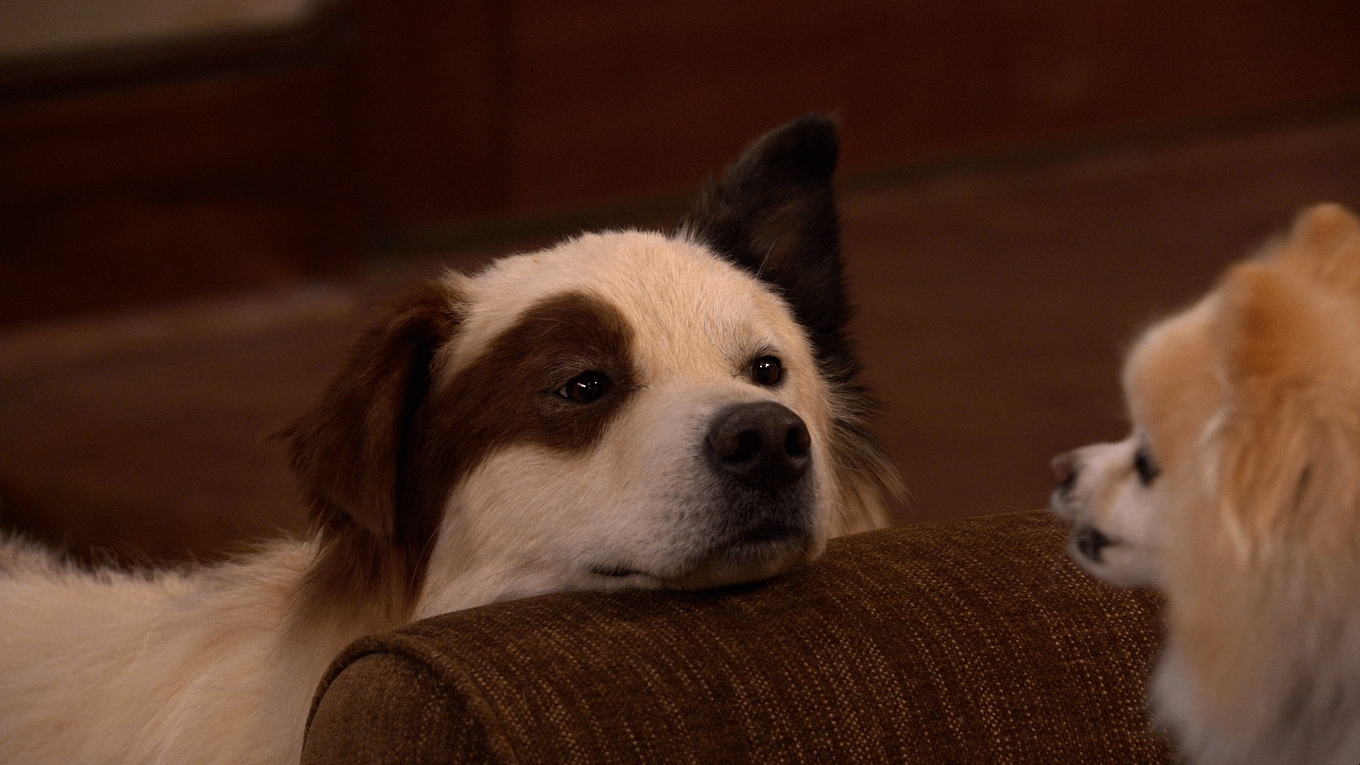 Dog With a Blog - Disney+
