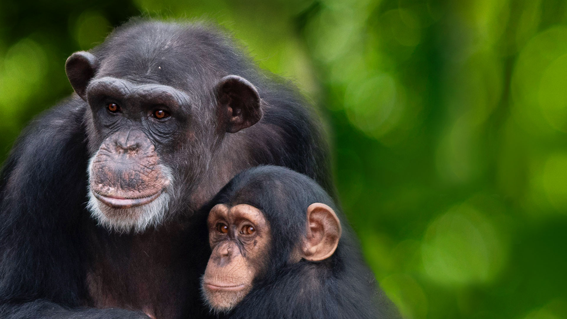 Meet The Chimps on Disney+ South Africa | English French (Parisian ...