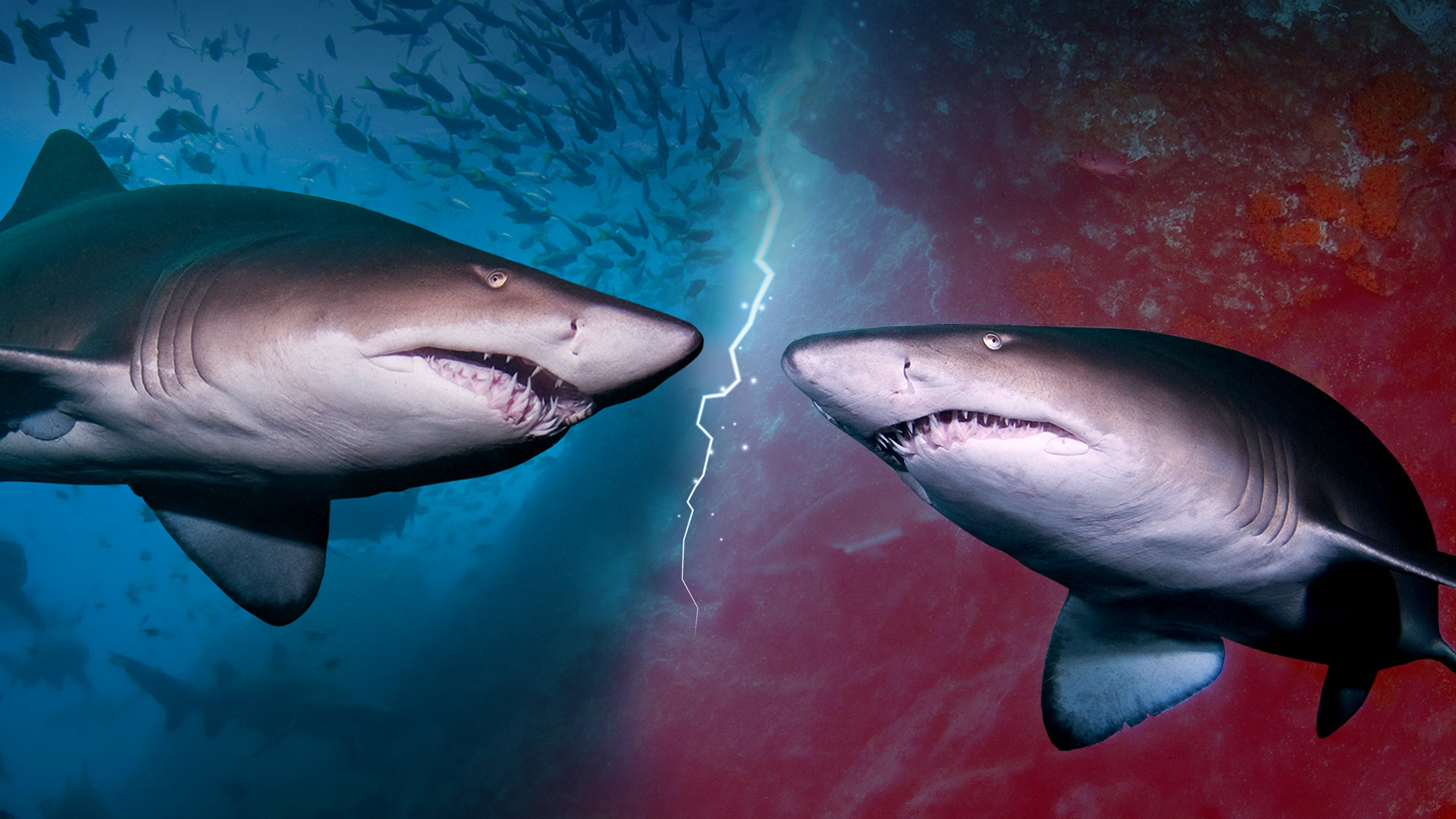 Cannibal Sharks - Disney+ Hotstar