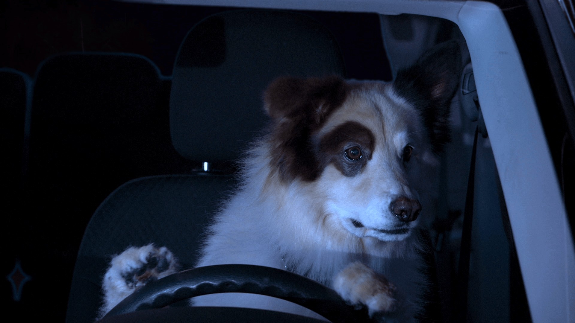 Dog With a Blog - Disney+