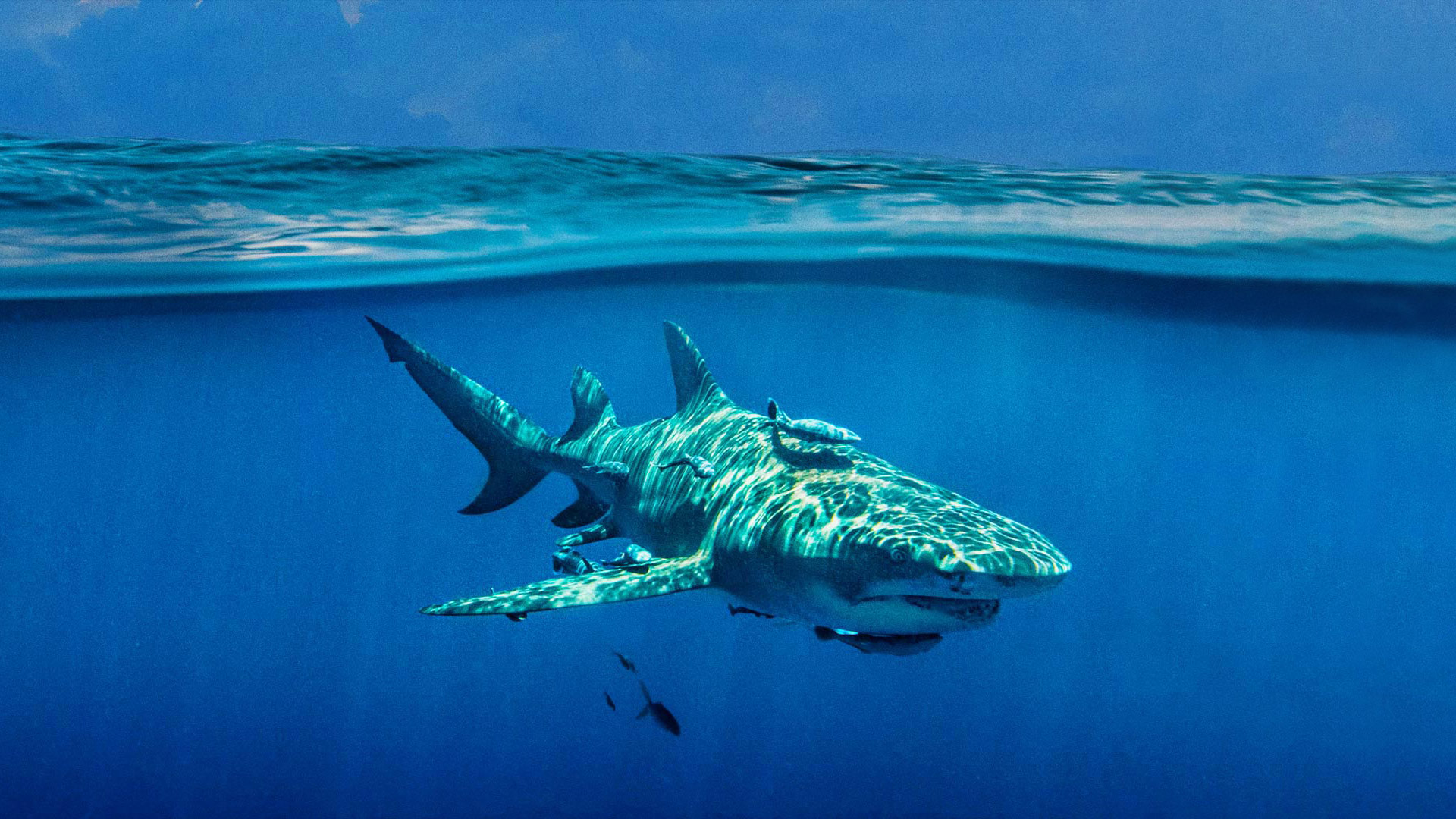 Sky Sharks - Disney+