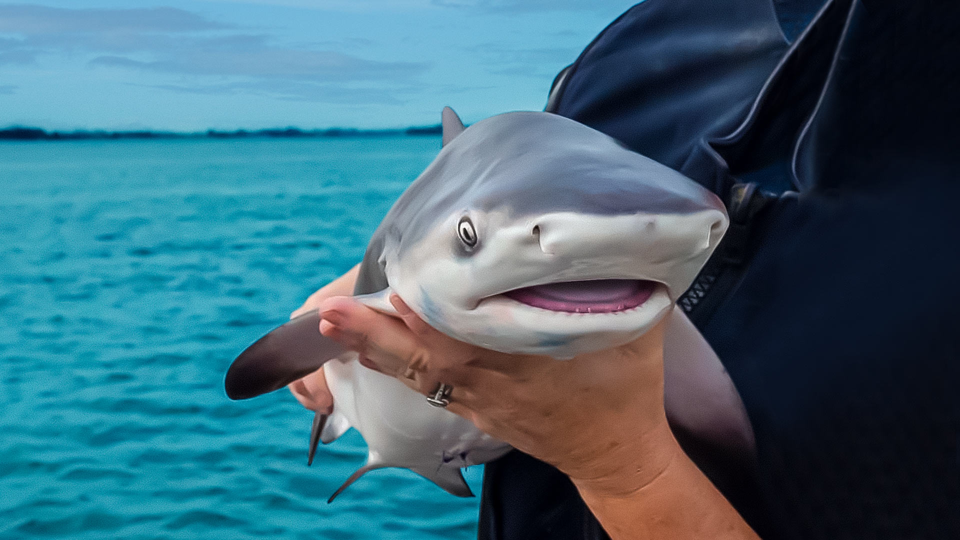 Baby Sharks - Disney+ Hotstar