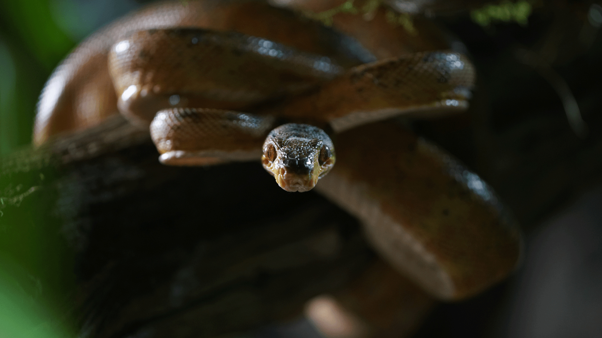 One Strange Rock on Disney+ United Arab Emirates | English French ...