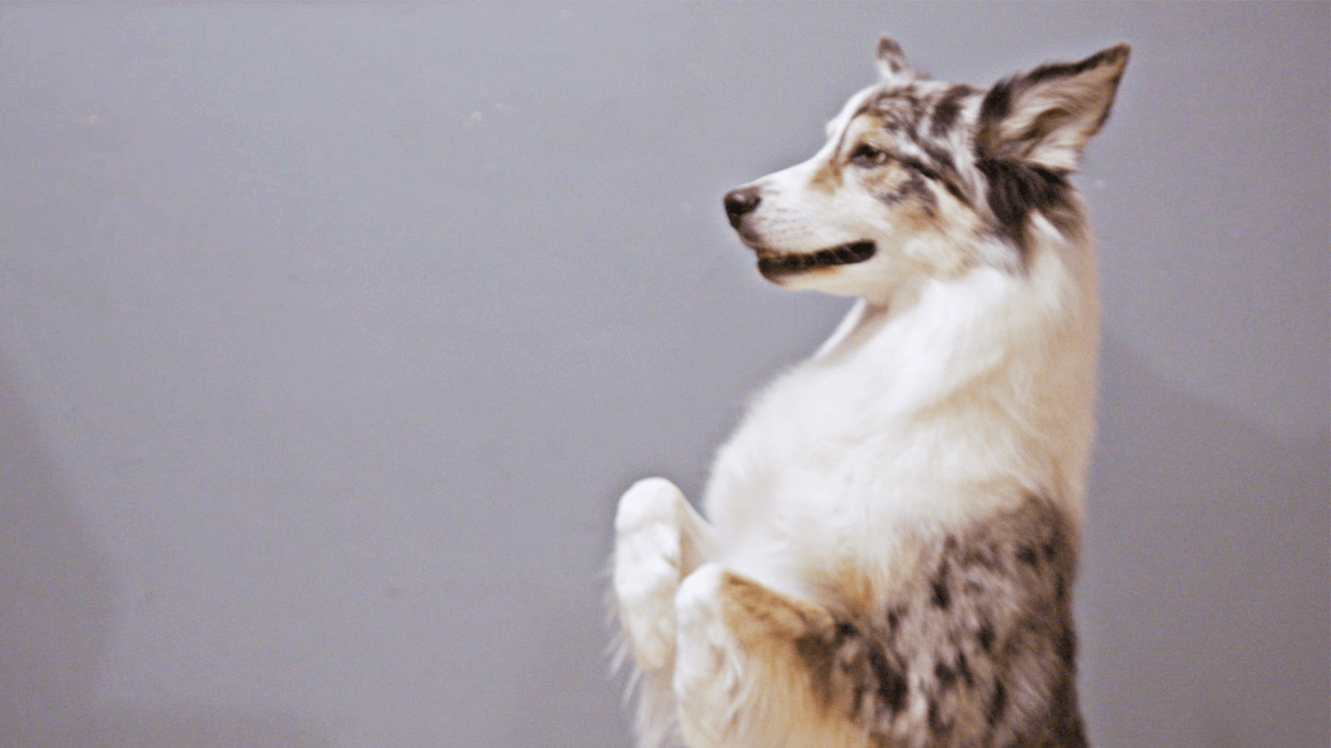 The Secret Life of Dancing Dogs - Disney+