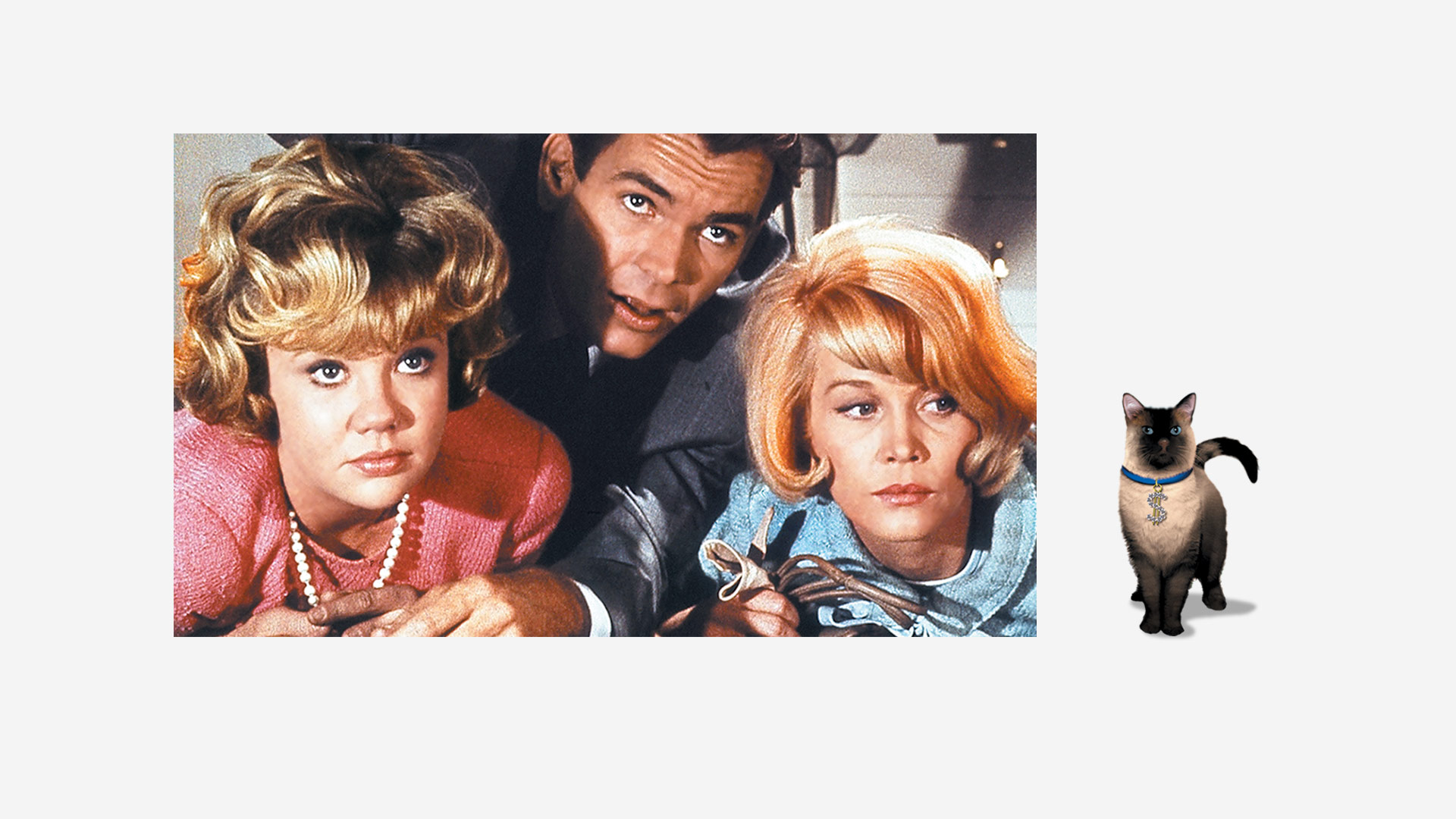 That Darn Cat! - Disney+