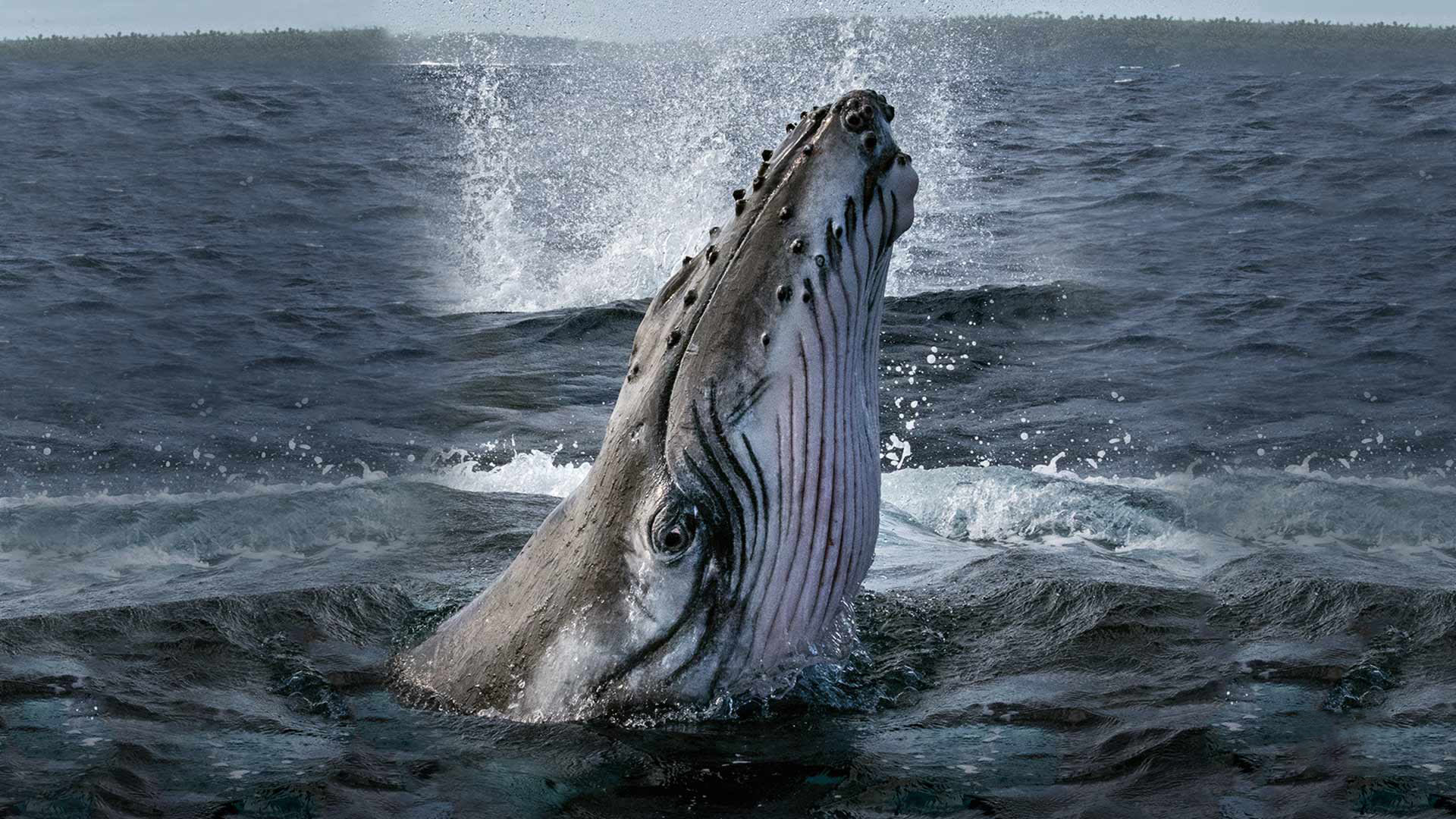 Secrets of the Whales - Disney+