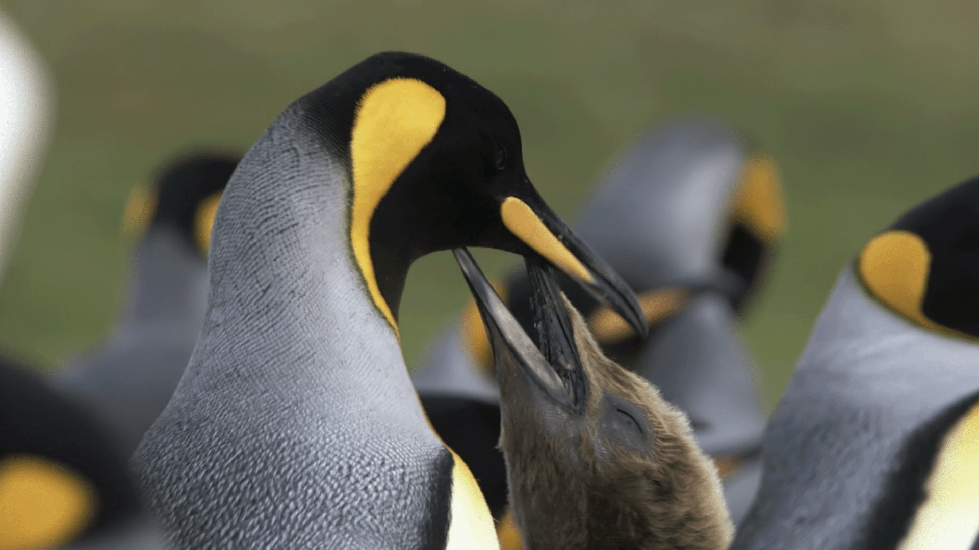 Wild Chile - Disney+