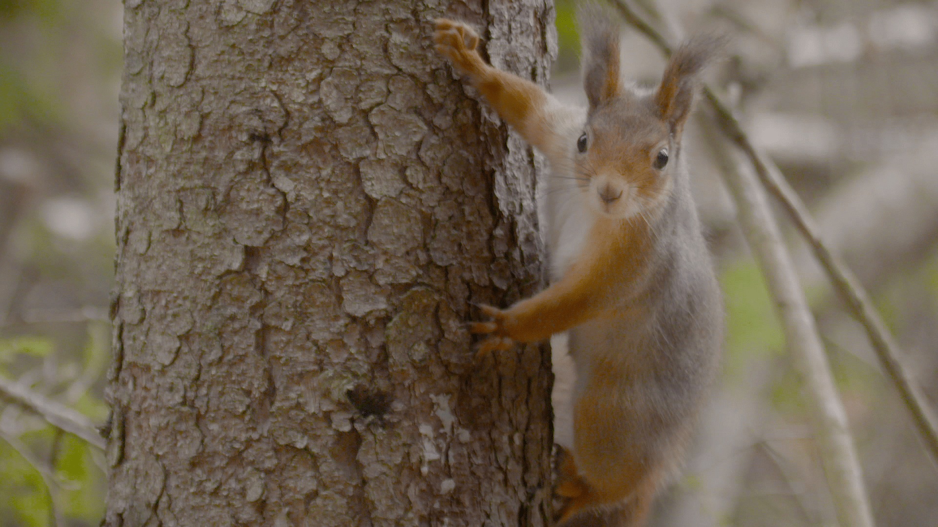 Wild Nordic - Disney+