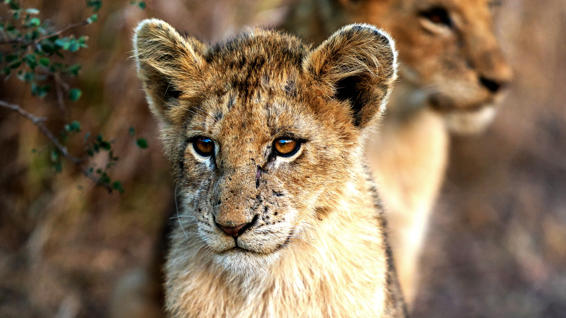 Growing Up Animal - Disney+