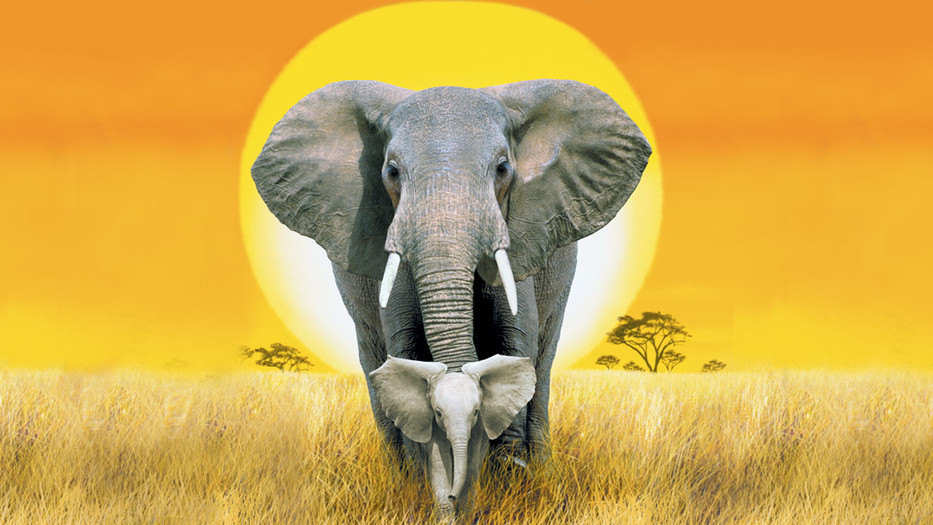 Whispers: An Elephant's Tale on Disney+ United Arab Emirates | English ...