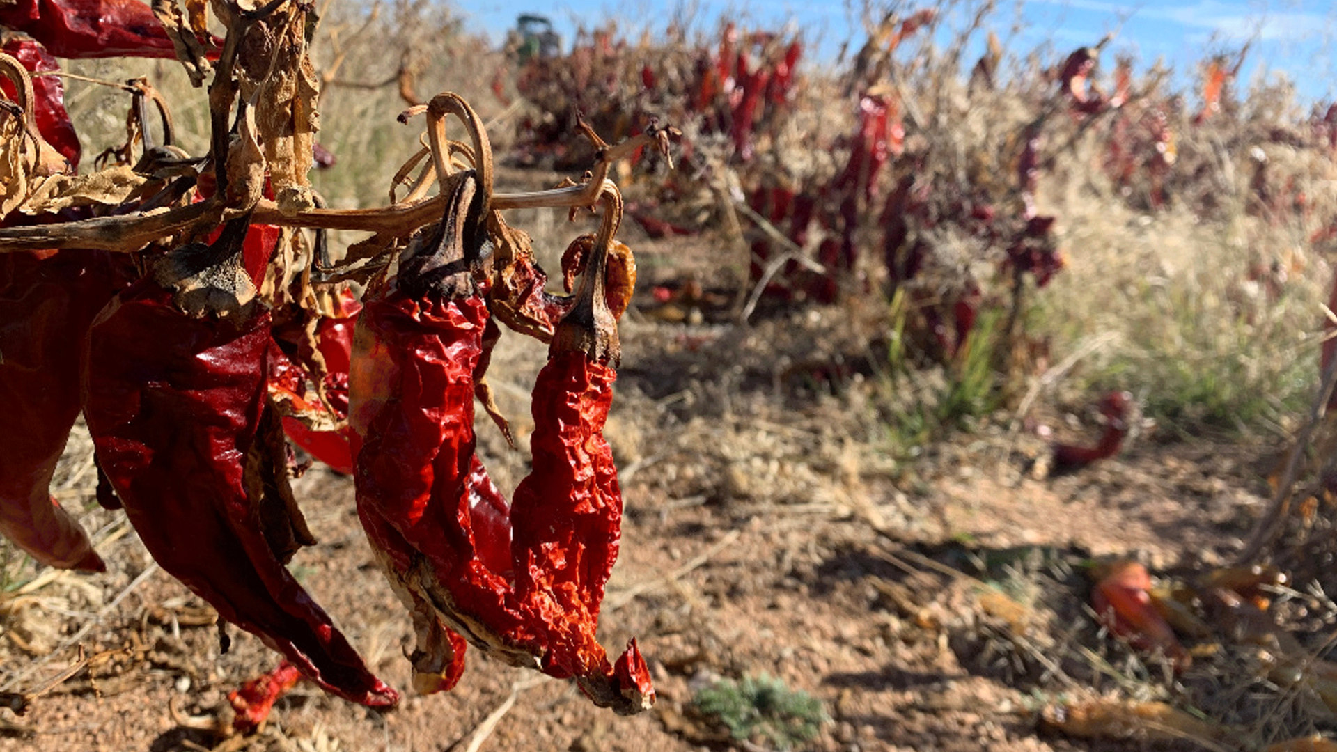 Made in a Day - Disney+