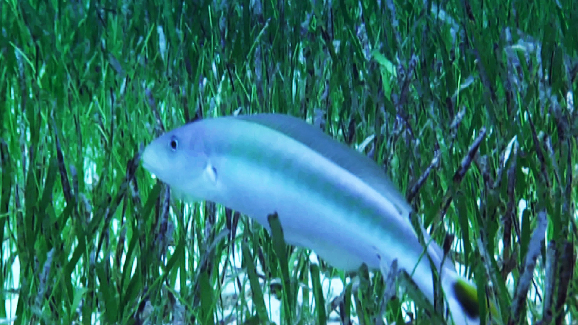 What Sam Sees - Disney+