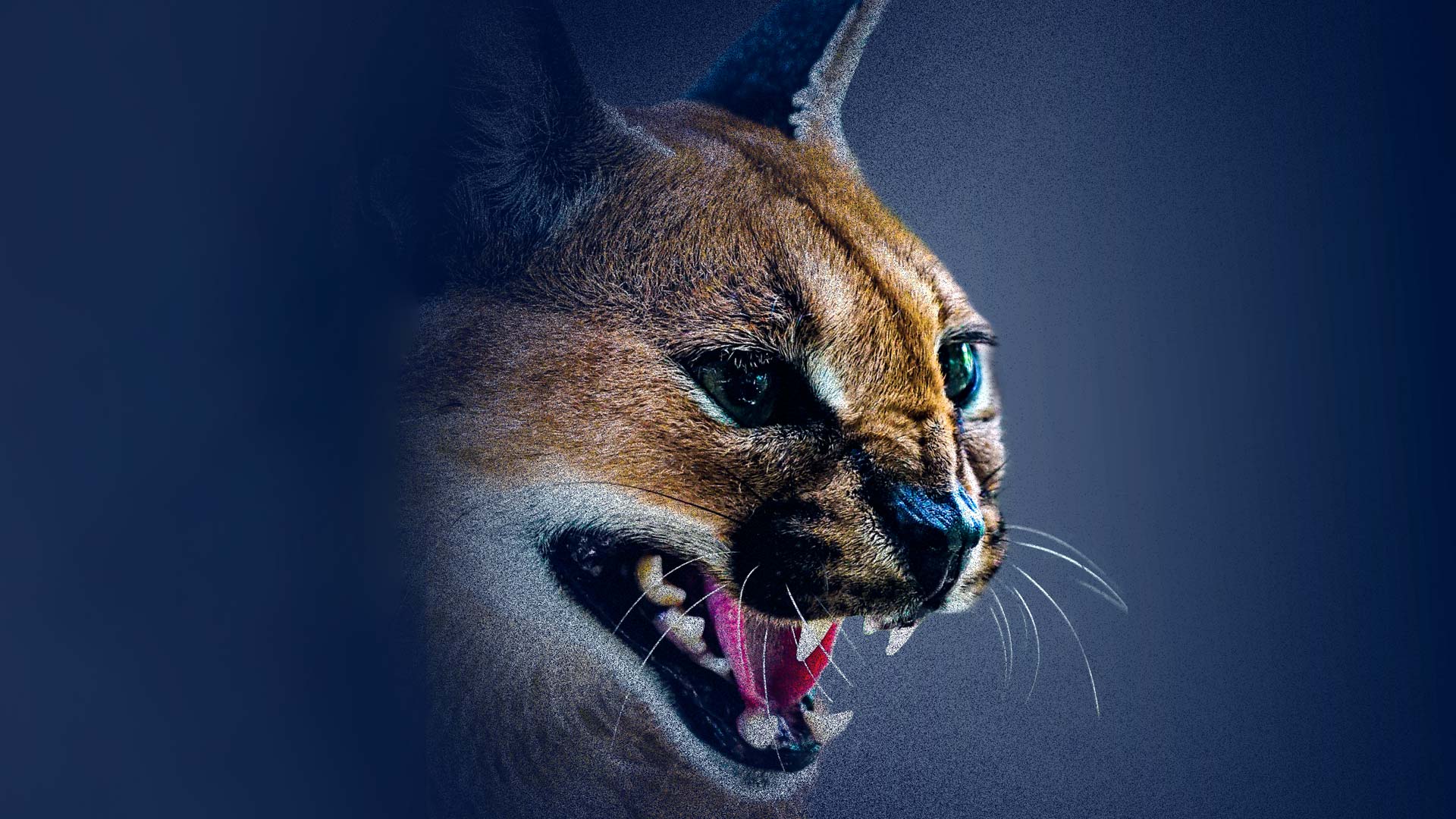 Shadow Cats - Disney+ Hotstar