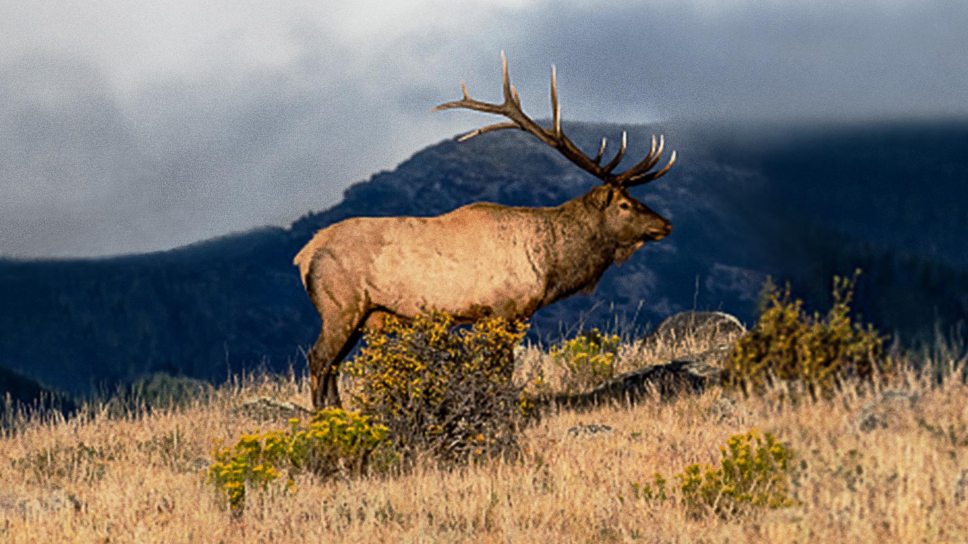 The Olympic Elk - Disney+