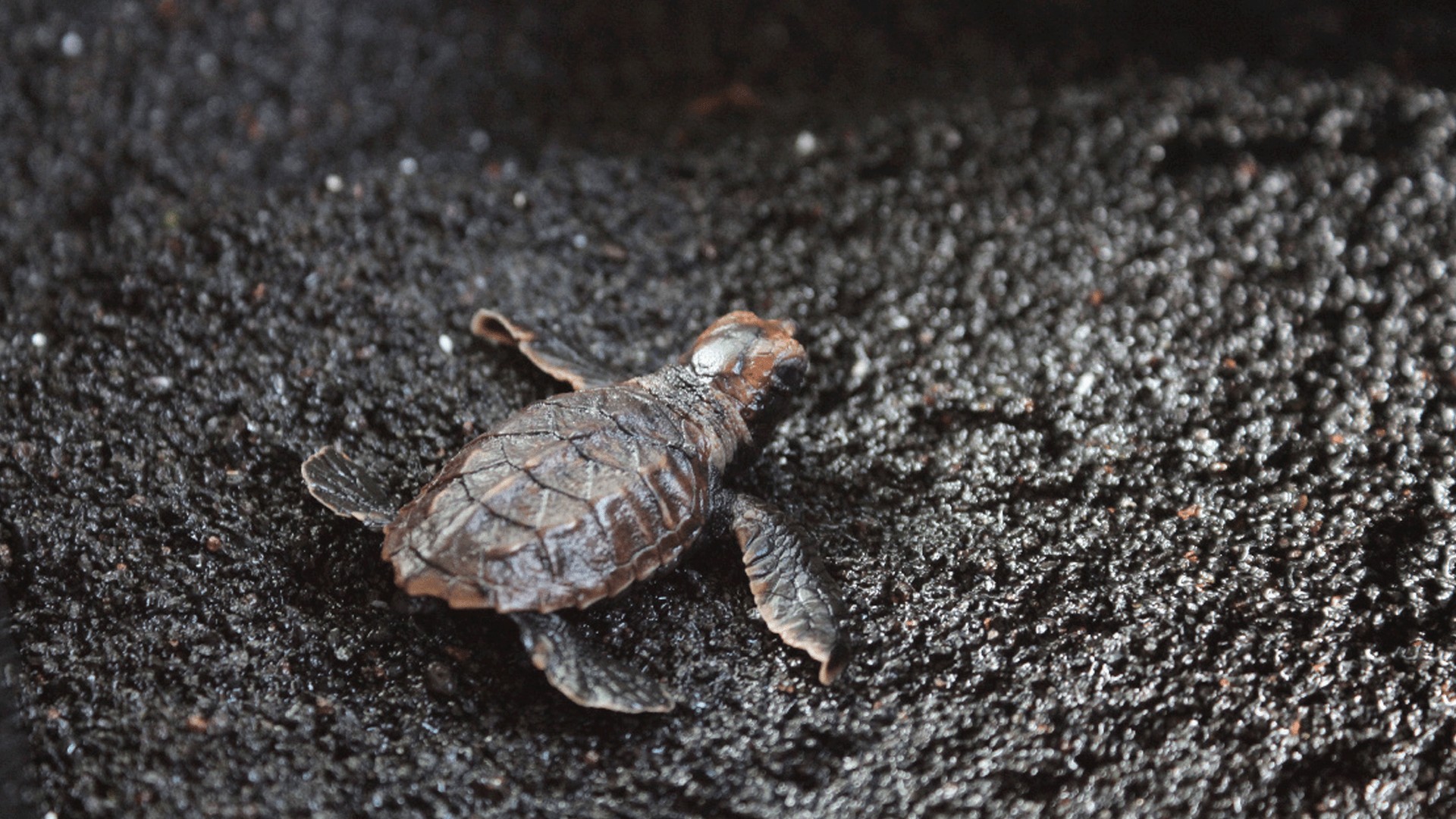 Wild Hawaii - Disney+