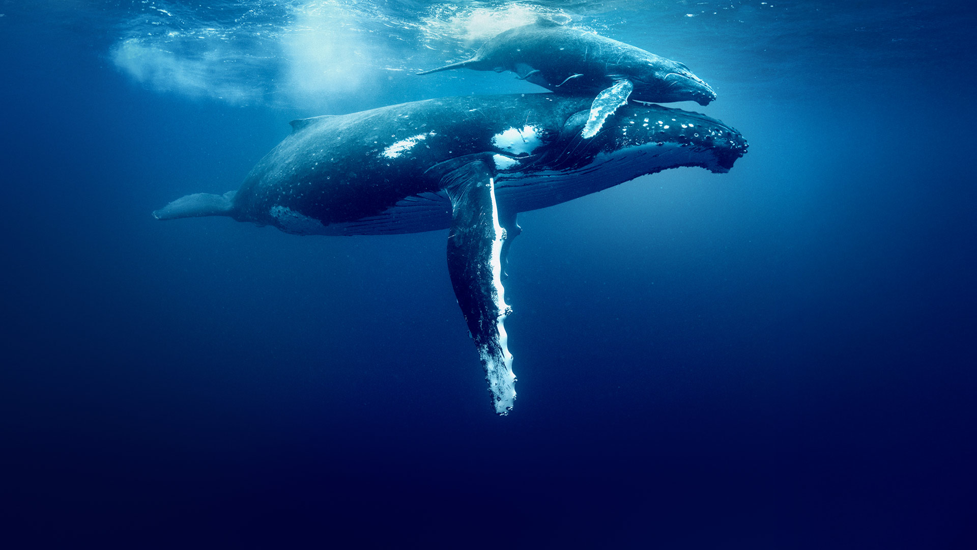 Ocean with David Attenborough on Disney+ Jordan | English Documentary MOVIE