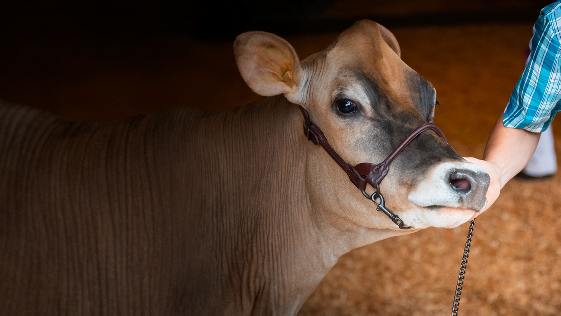 The Incredible Dr. Pol: Blue Ribbon Kids on Disney+ United Arab ...