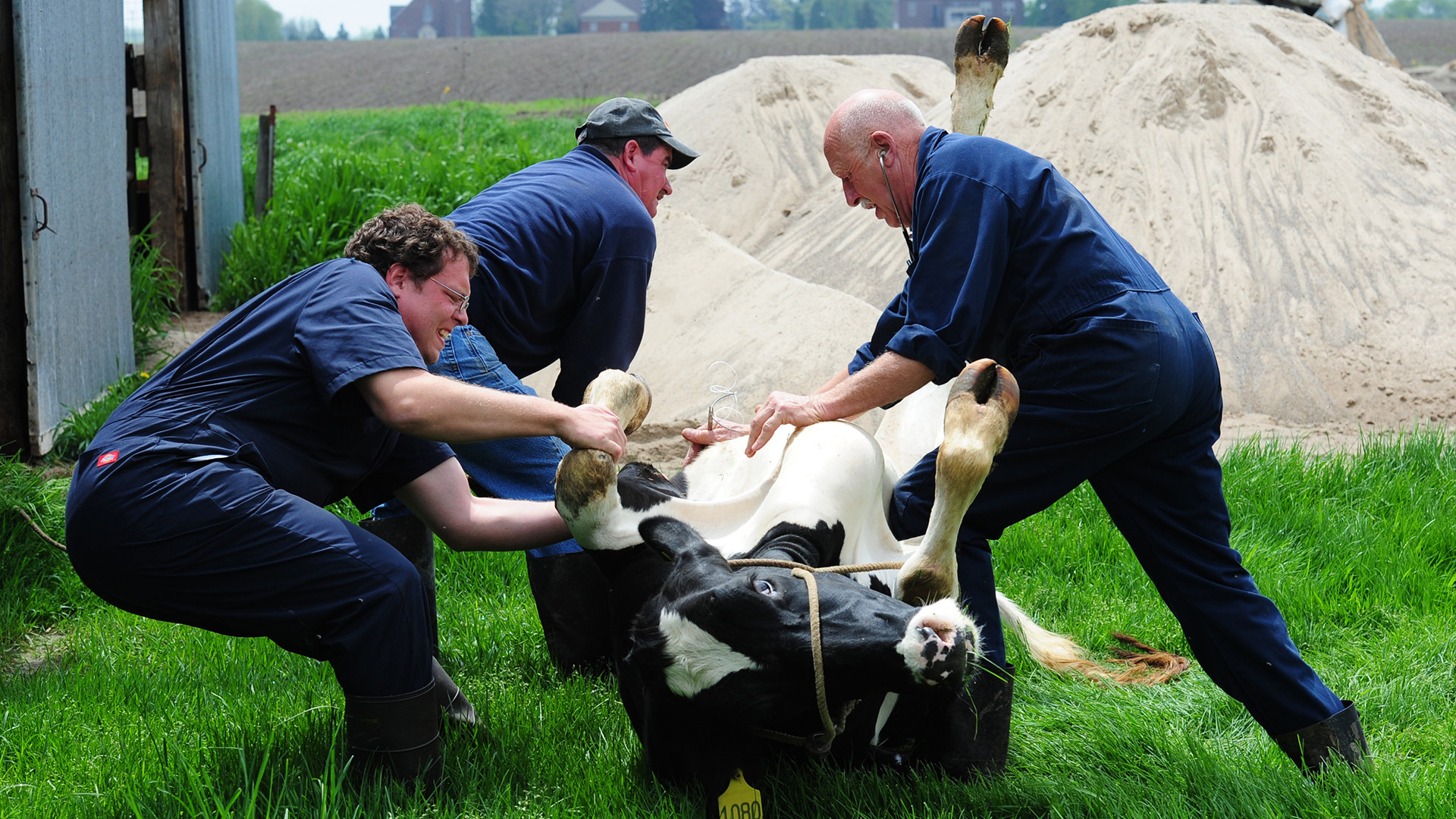 The Incredible Dr. Pol - Disney+