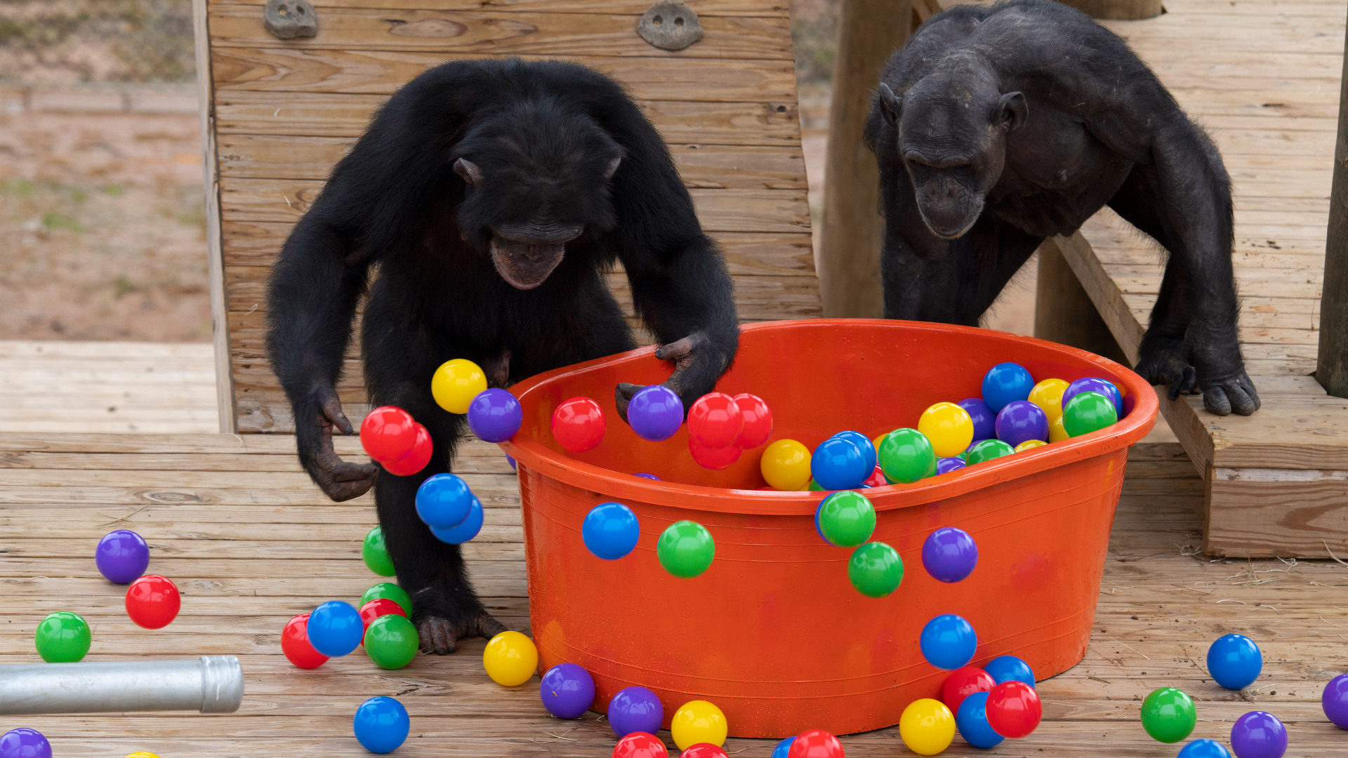 Meet The Chimps - Disney+