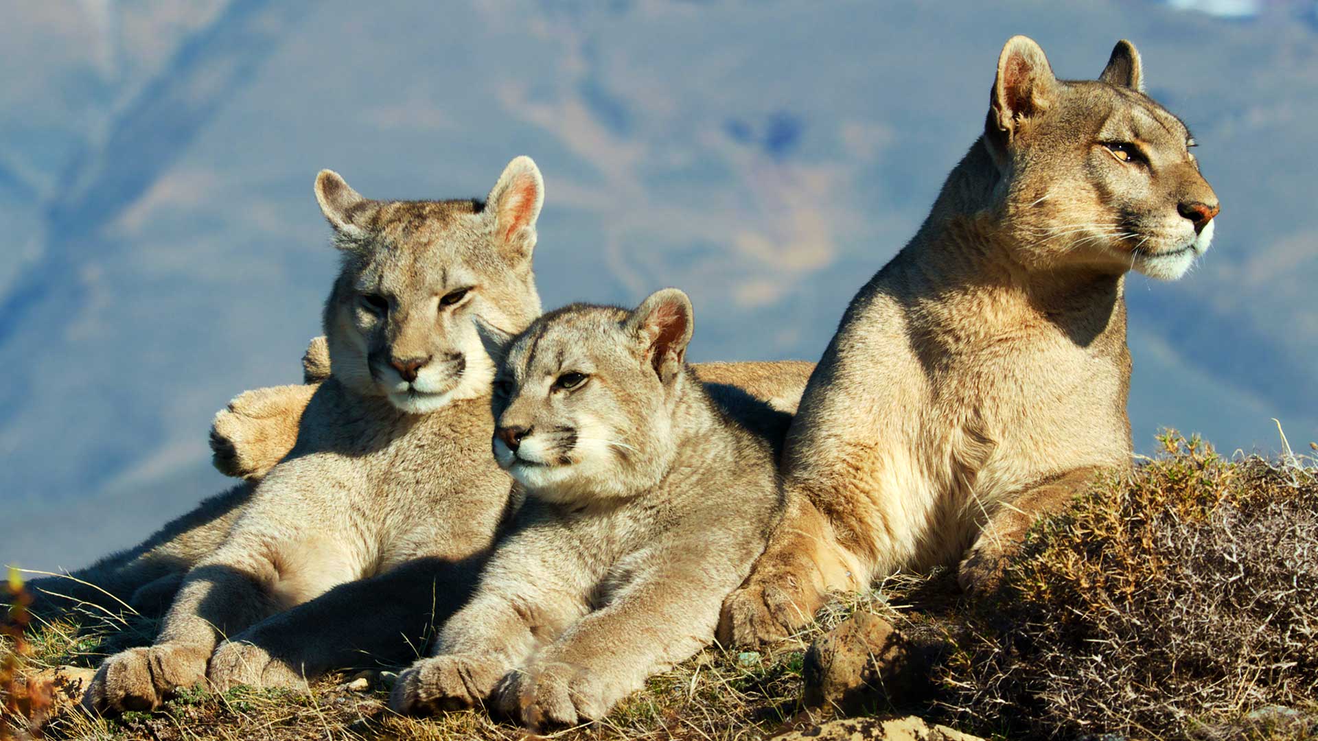 Disney+ Hotstar - Watch TV Shows, Movies, Specials, Live Cricket & Football