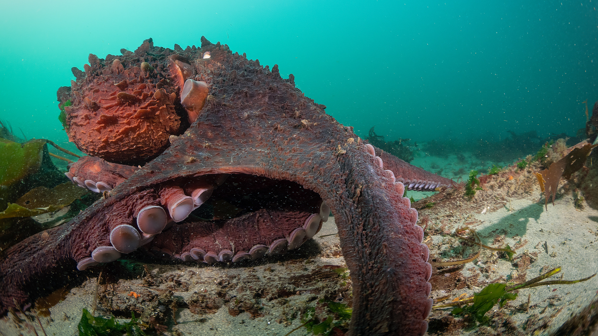 Secrets of the Octopus on Disney+ South Africa | English Documentary SHOW