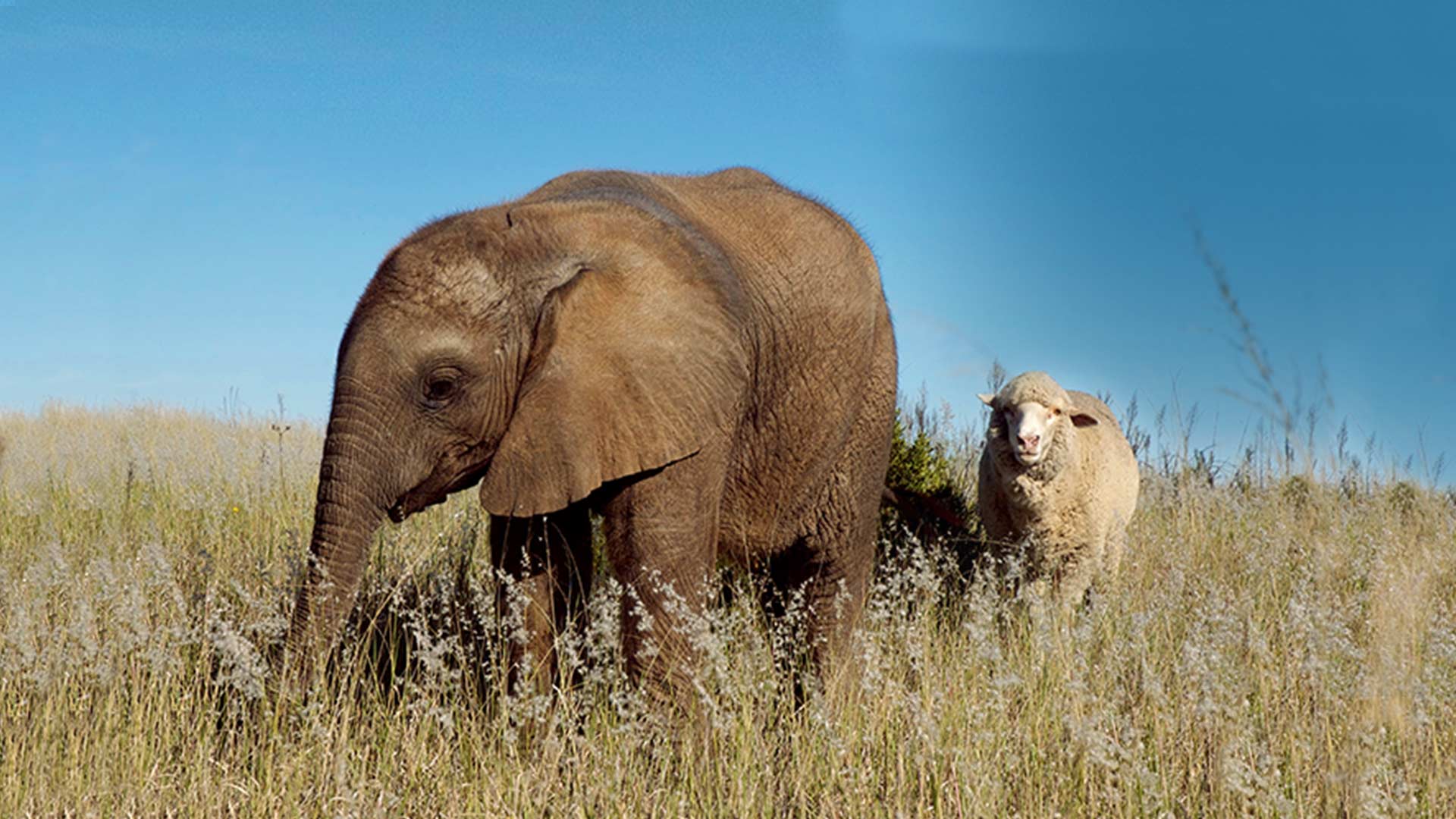 Unlikely Animal Friends - Disney+