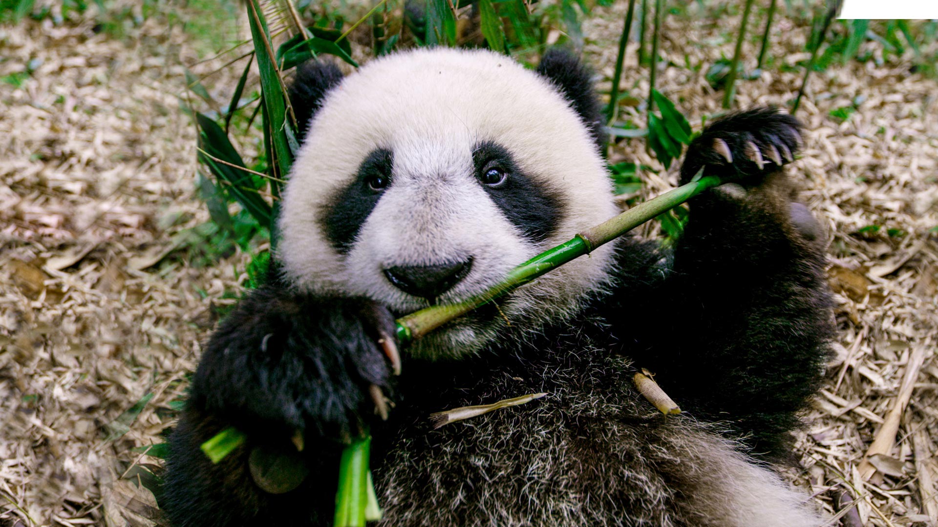 JioHotstar - Watch TV Shows, Movies, Specials, Live Cricket & Football