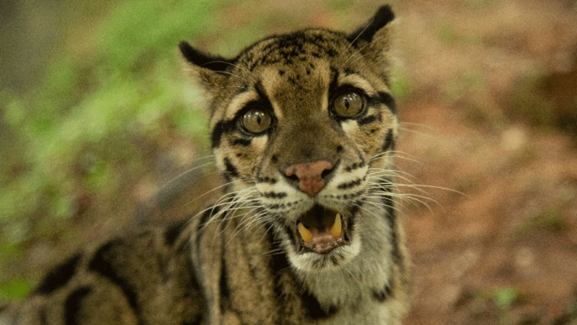 Wild Cats of India - Disney+