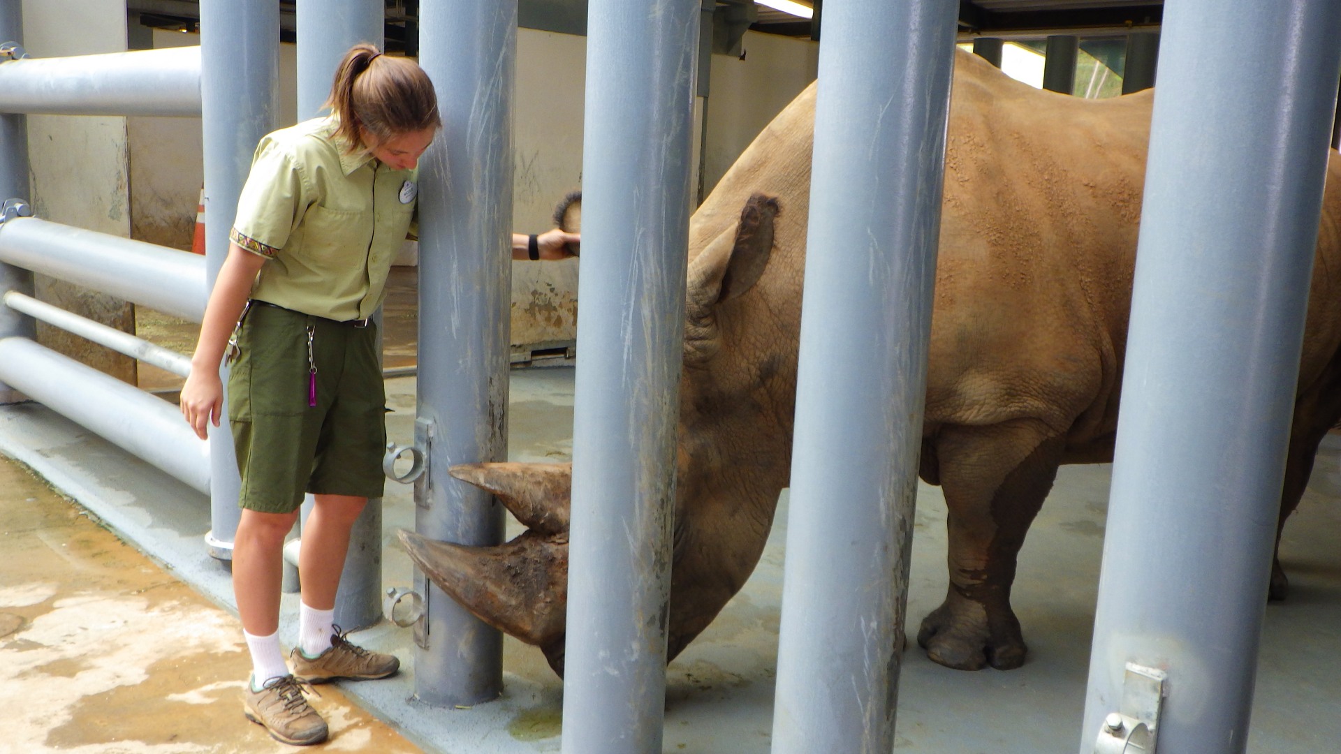 Magic of Disney's Animal Kingdom - Disney+