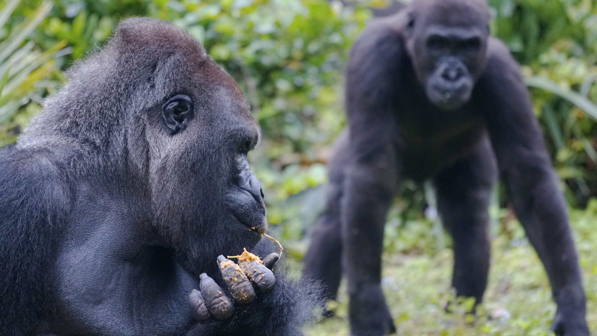 Magic of Disney's Animal Kingdom - Disney+