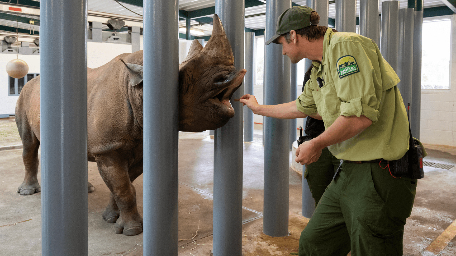 Magic of Disney's Animal Kingdom - Disney+