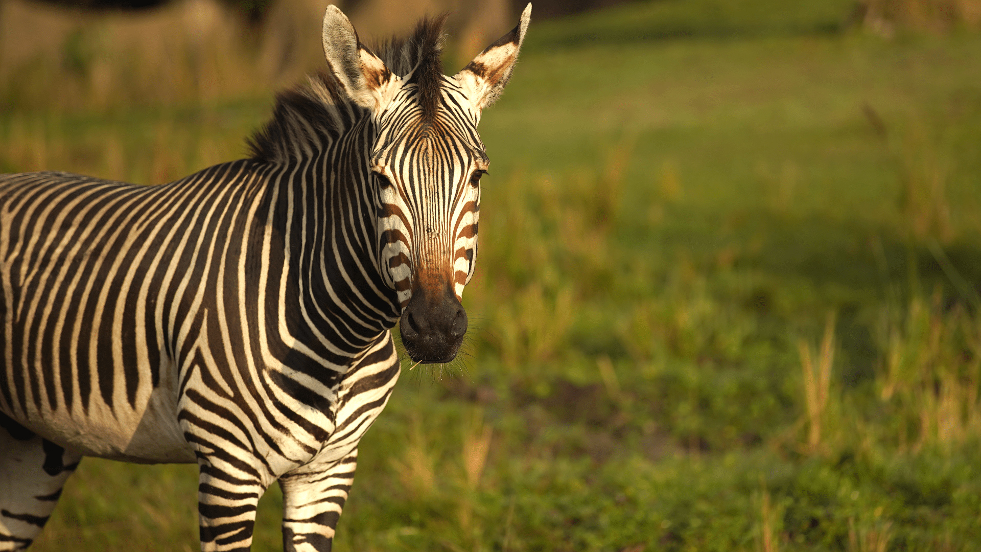 Magic of Disney's Animal Kingdom - Disney+