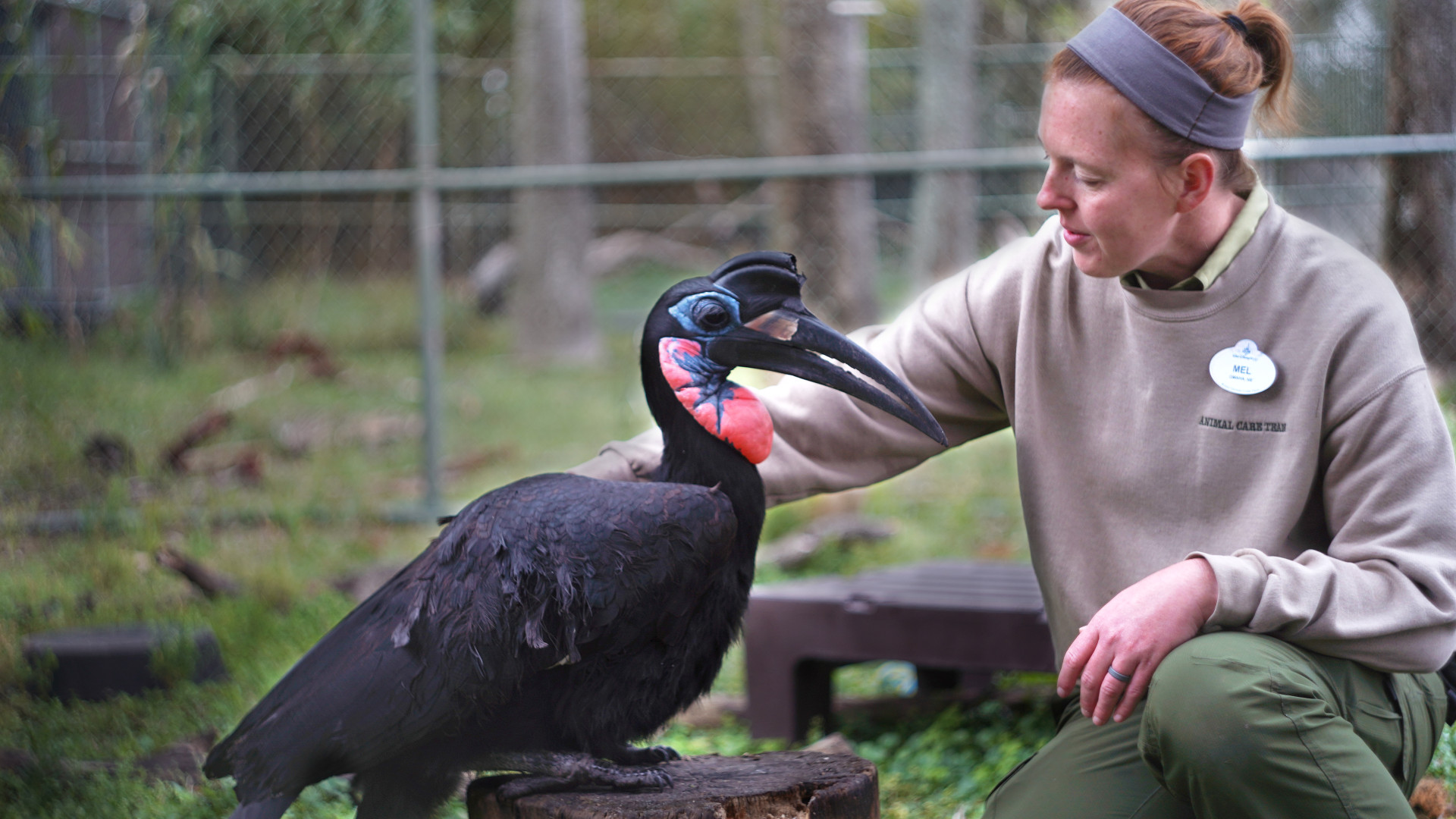 Magic of Disney's Animal Kingdom - Disney+
