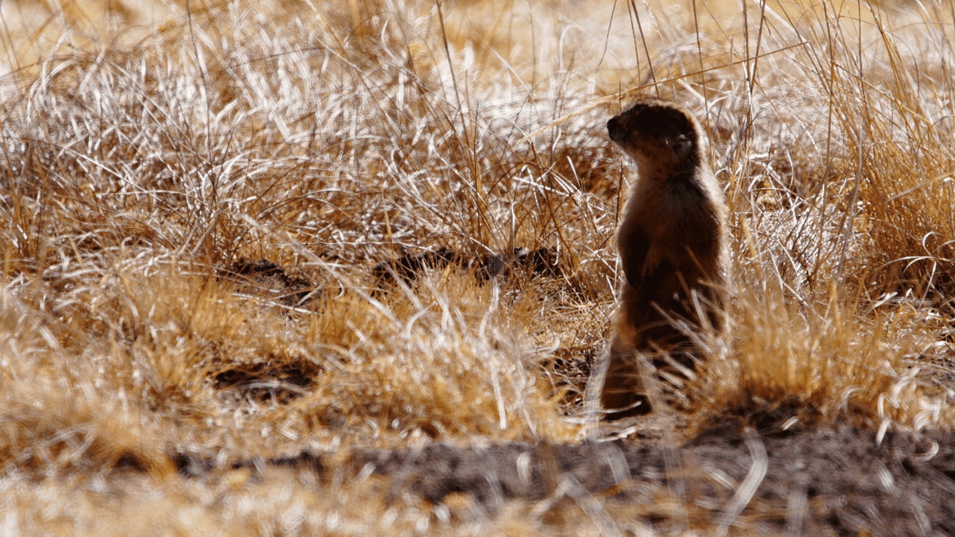 Prairie Dog Manor - Disney+