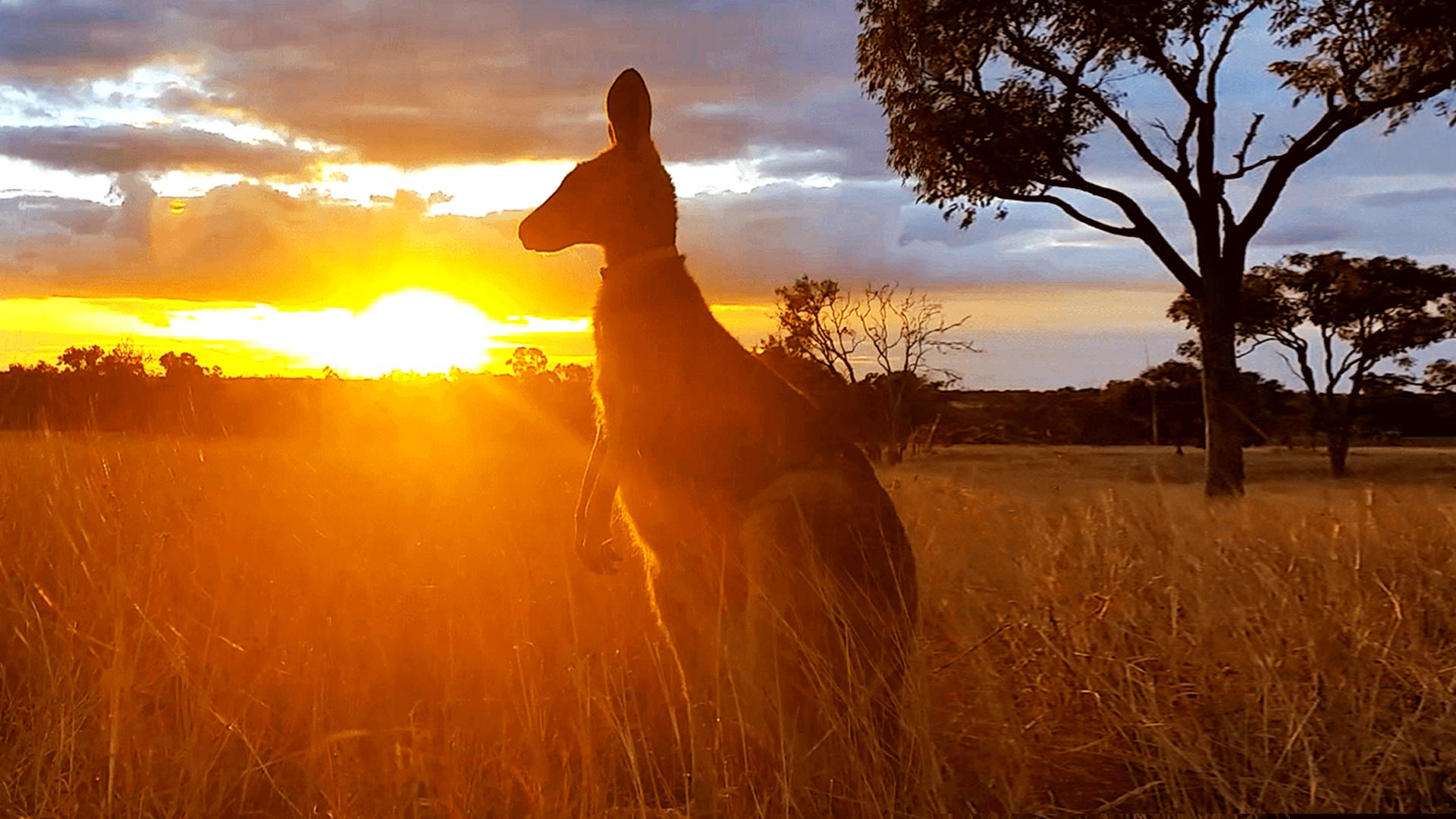 Destination World - Disney+