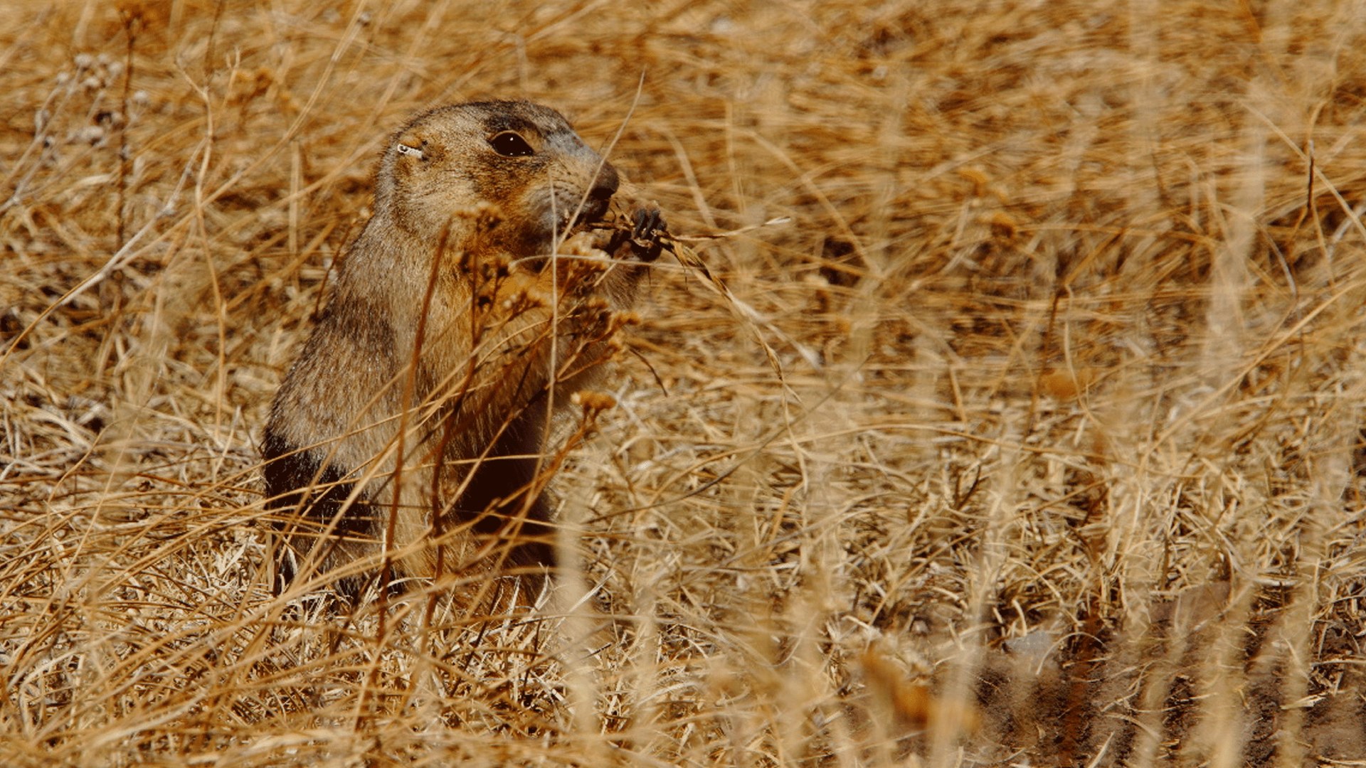Prairie Dog Manor - Disney+